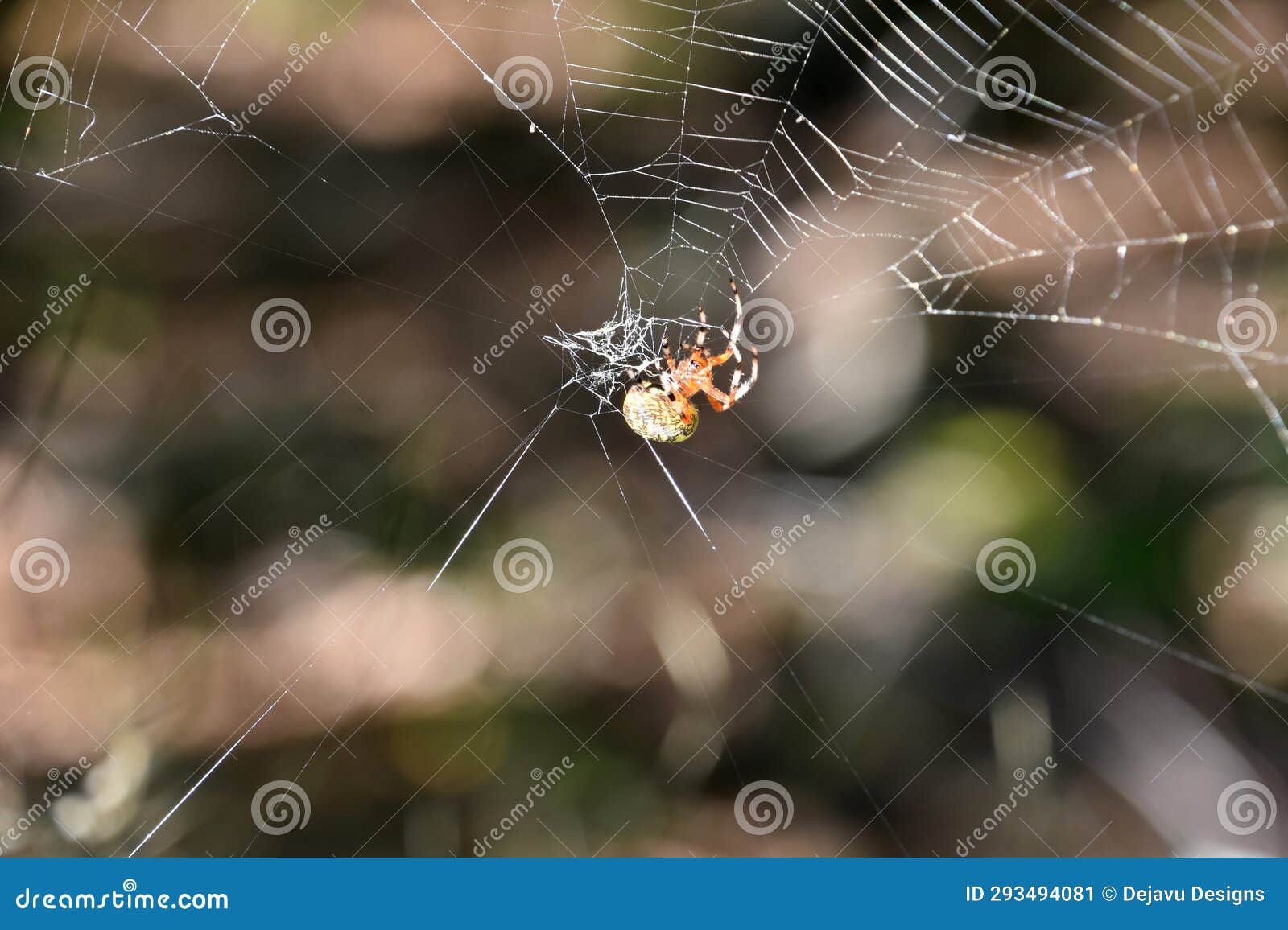 Orb Weaver Spider Crawling Out of a Web Stock Image - Image of arachnid ...