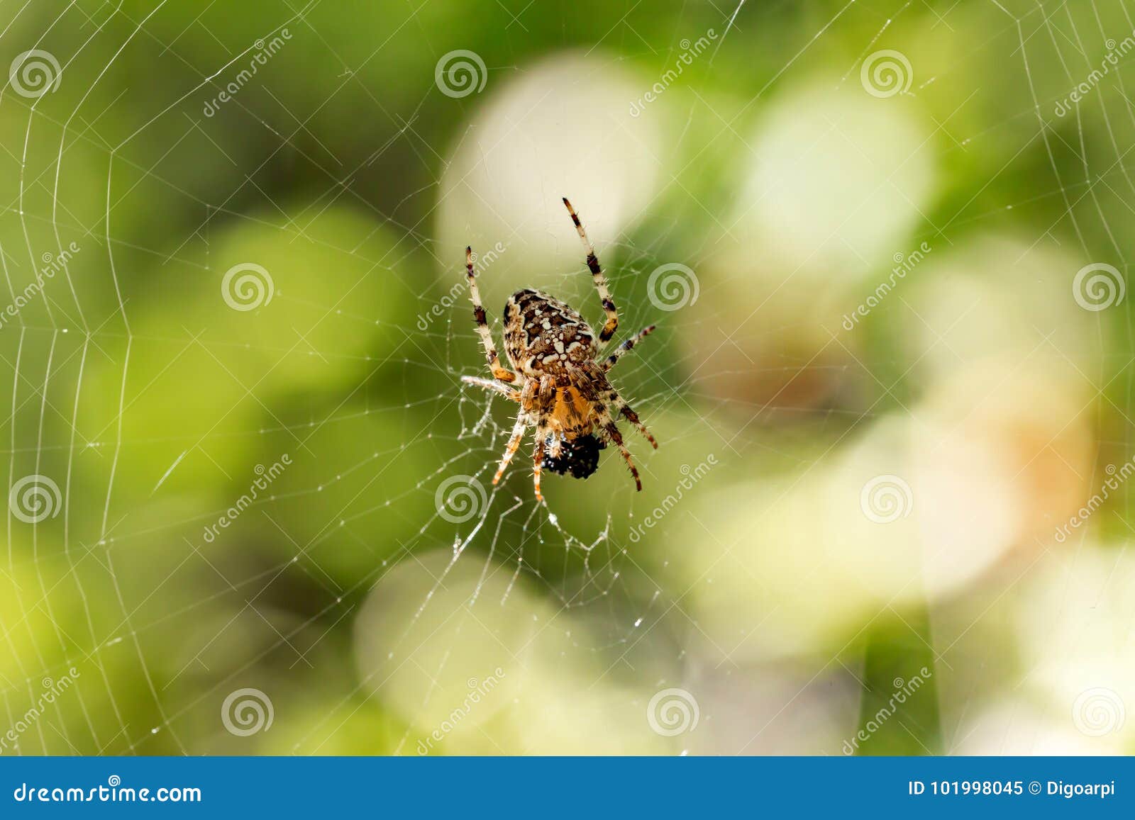 Orb-weaver Spider on the Forest Stock Image - Image of arthropoda ...