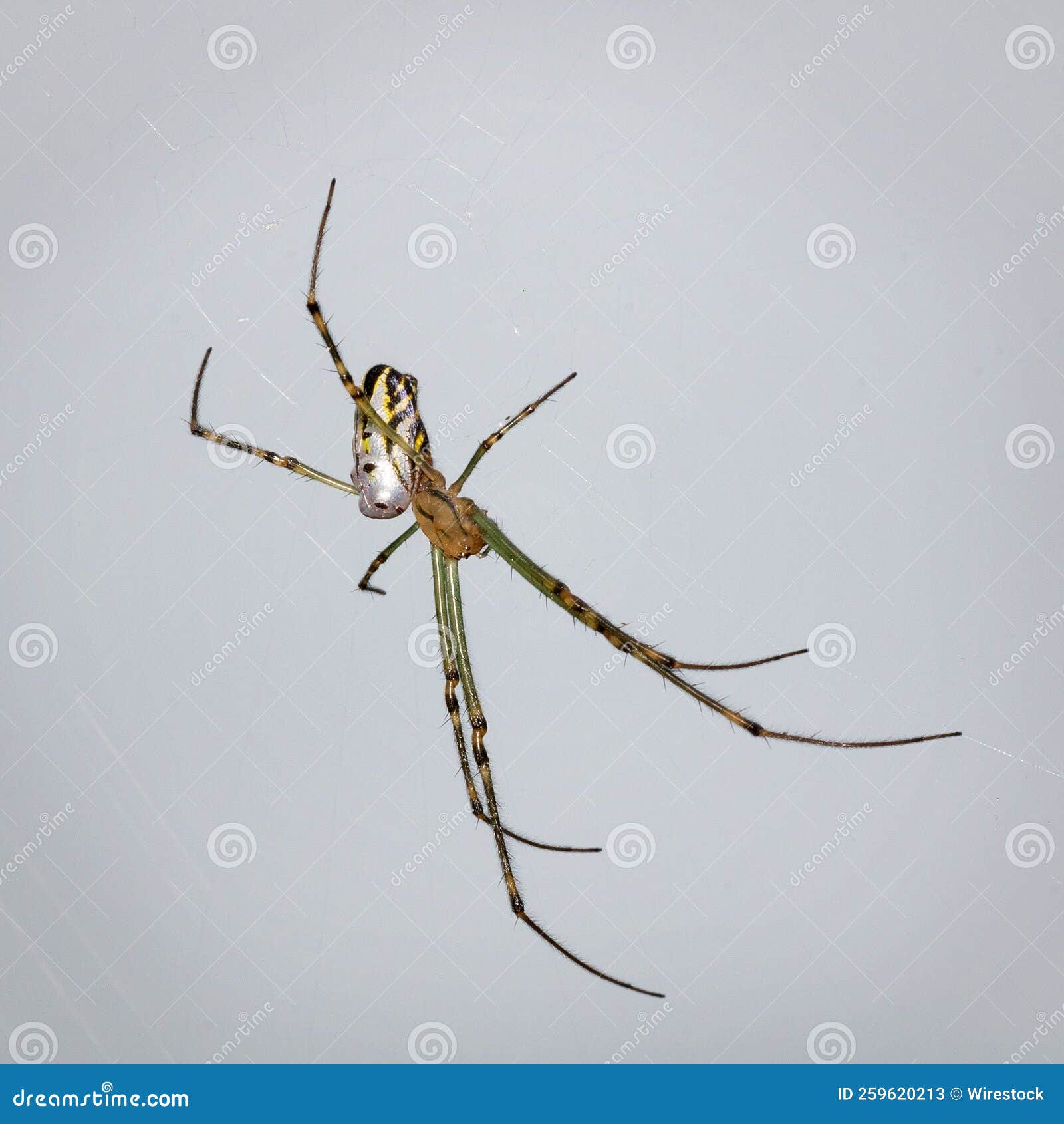 Orb Weaver Spider on NSW Central Coast in Australia Stock Image - Image ...