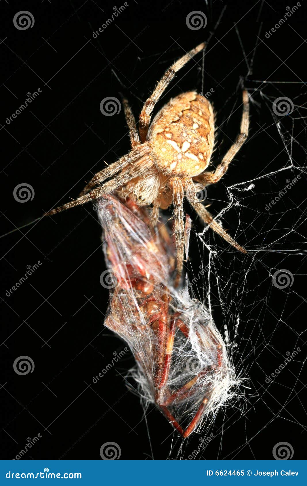 Orb Weaver Spider with Prey Stock Image - Image of phobia, hanging: 6624465