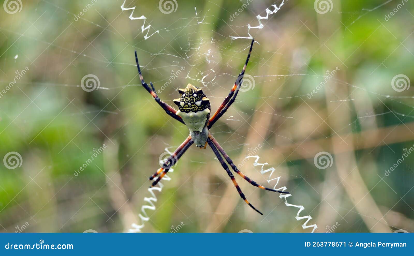 Orb weaver spider in a web stock image. Image of insect - 263778671