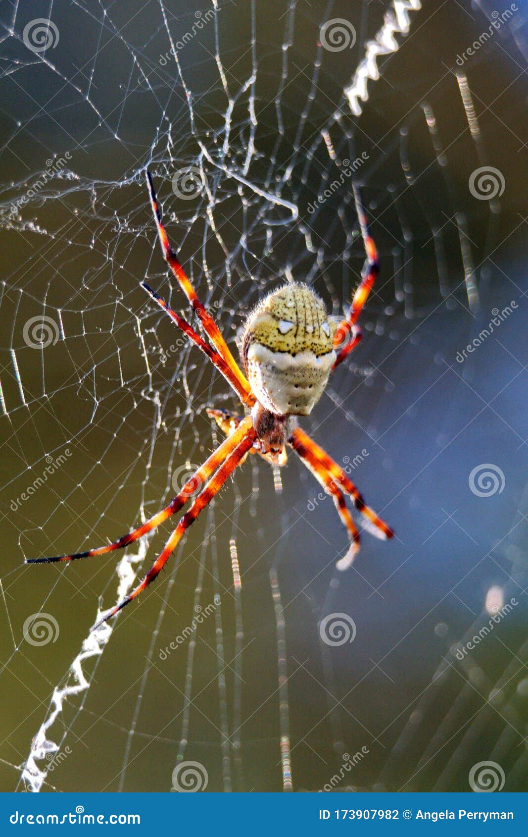 Orb weaver spider in a web stock photo. Image of arachnid - 173907982