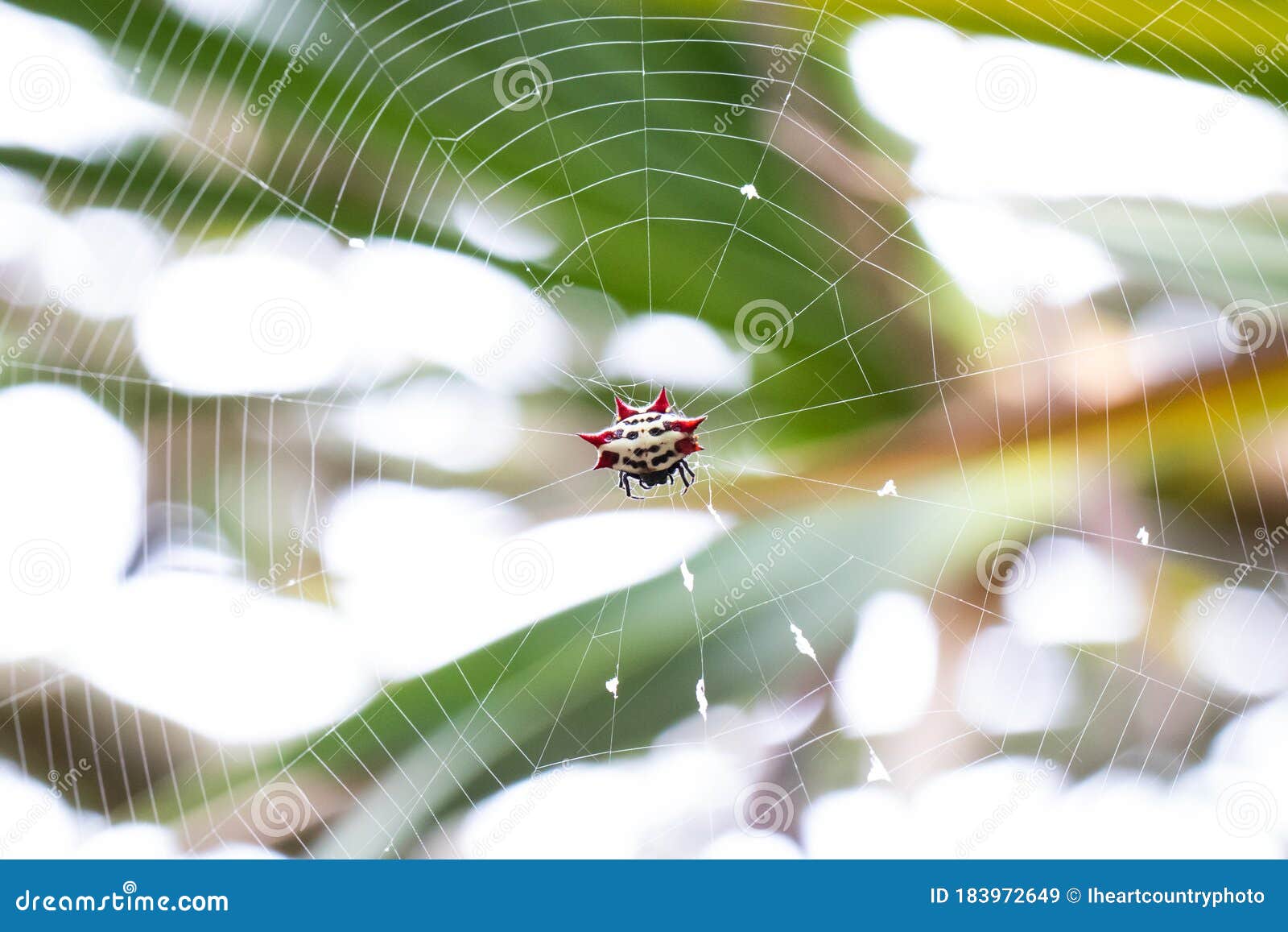 The Weaver Spider Builders Of Spiral Wheel-shaped Webs. Stock ...