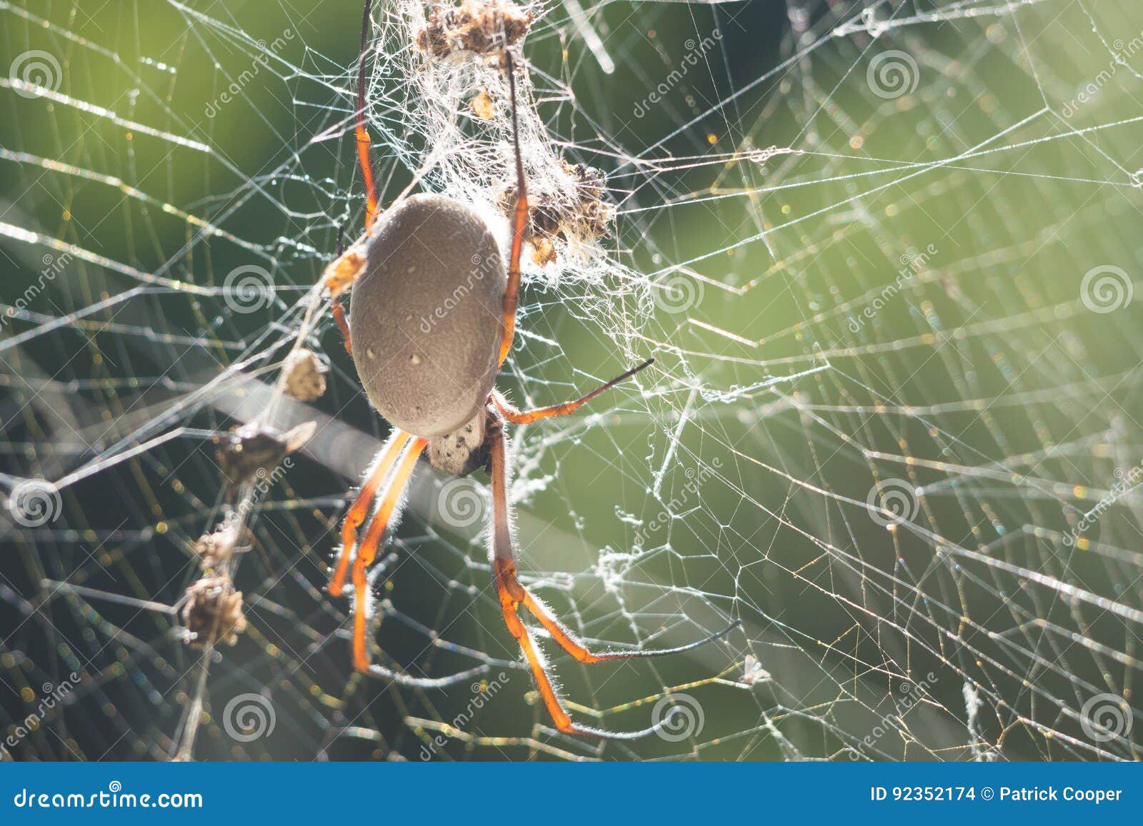 Golden Orb Weaver Spider (Nephila Edulis) in Web Stock Photo - Image of ...