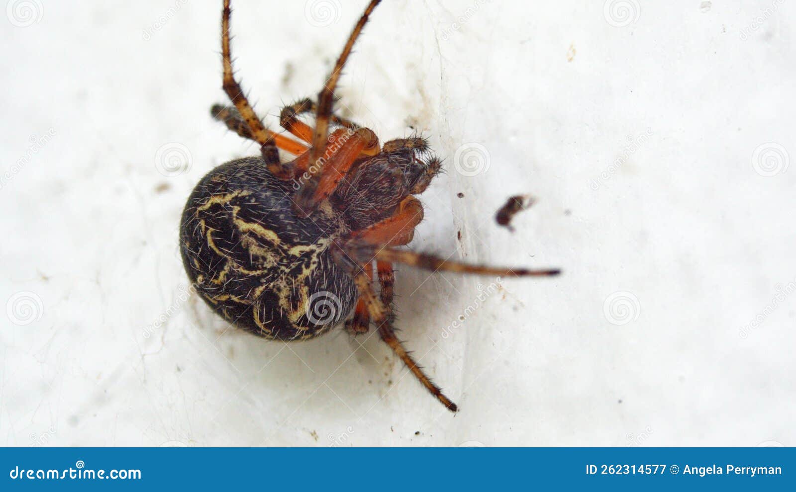Orb Weaver Spider in a Web on a Wall Stock Image - Image of latin ...