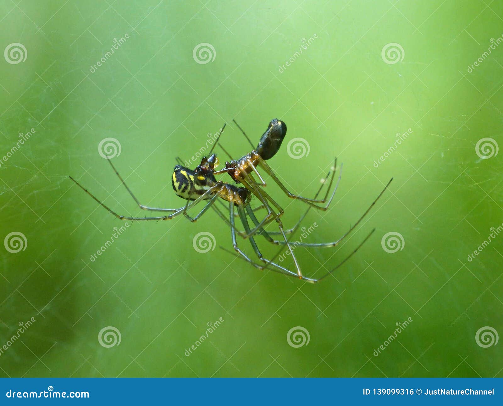 Orb Weaver Spiders Mating stock photo. Image of small - 139099316