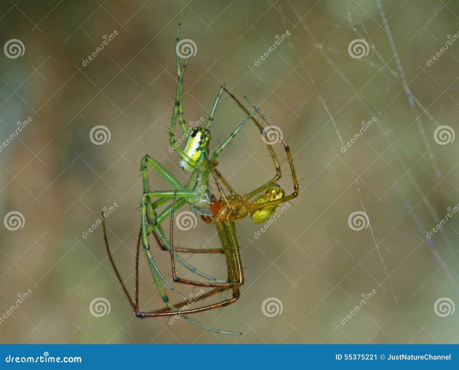 Orb Weaver Spiders Mating stock image. Image of closeup - 55375221