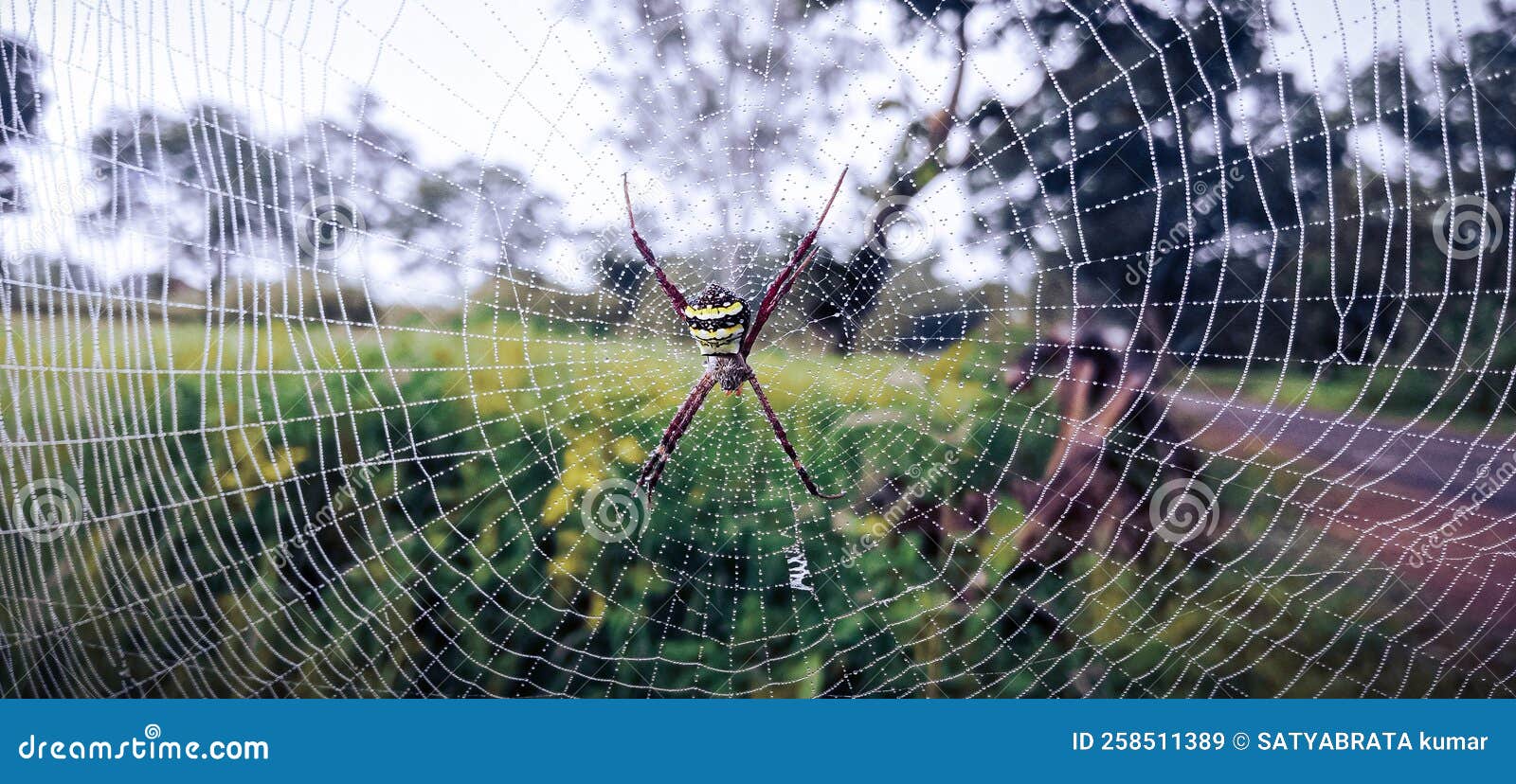 Orb weaver in web stock image. Image of natural, builders - 258511389