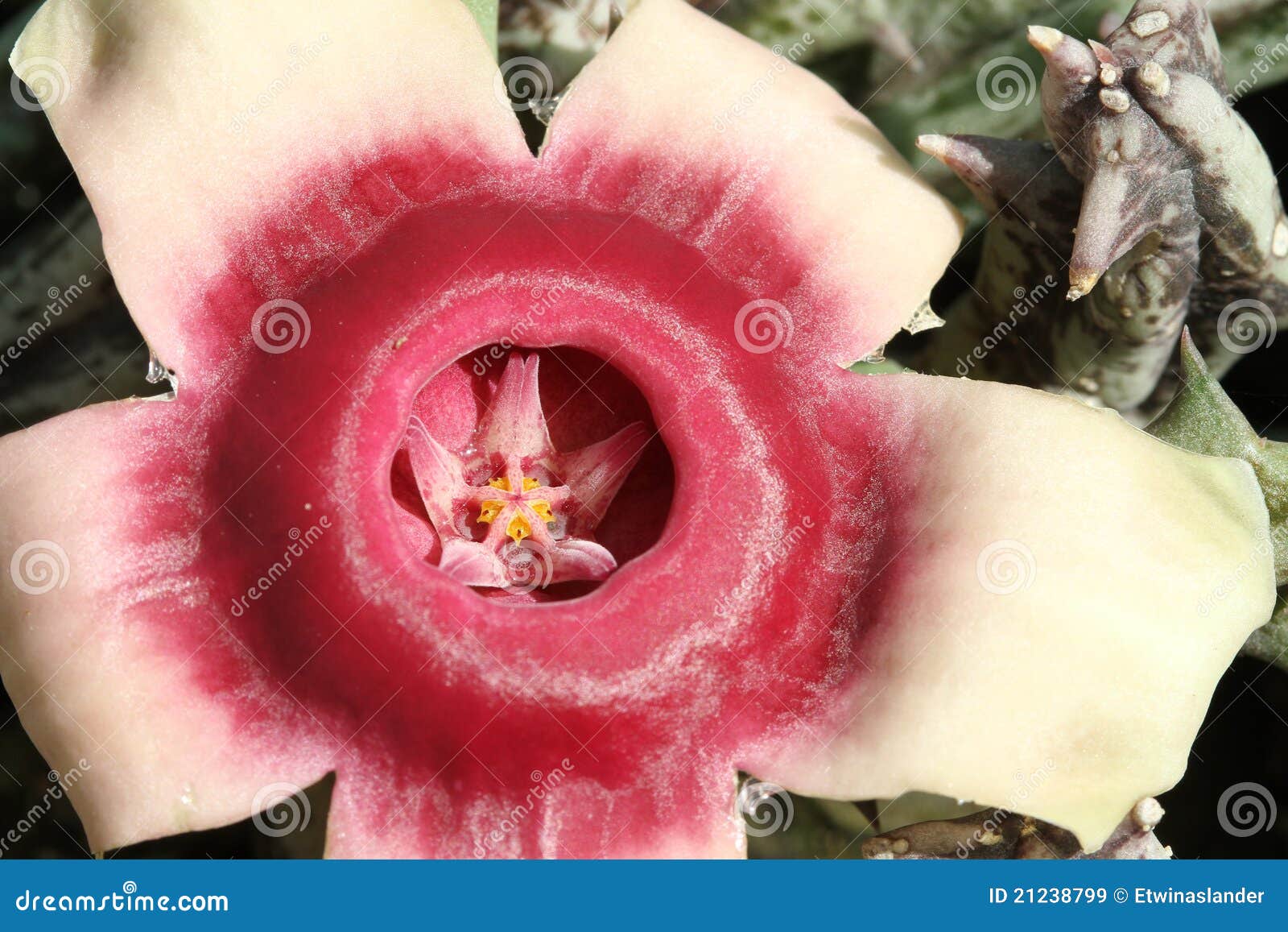 Orbea conjuncta stock image. Image of orbea, flower, succulent - 21238799