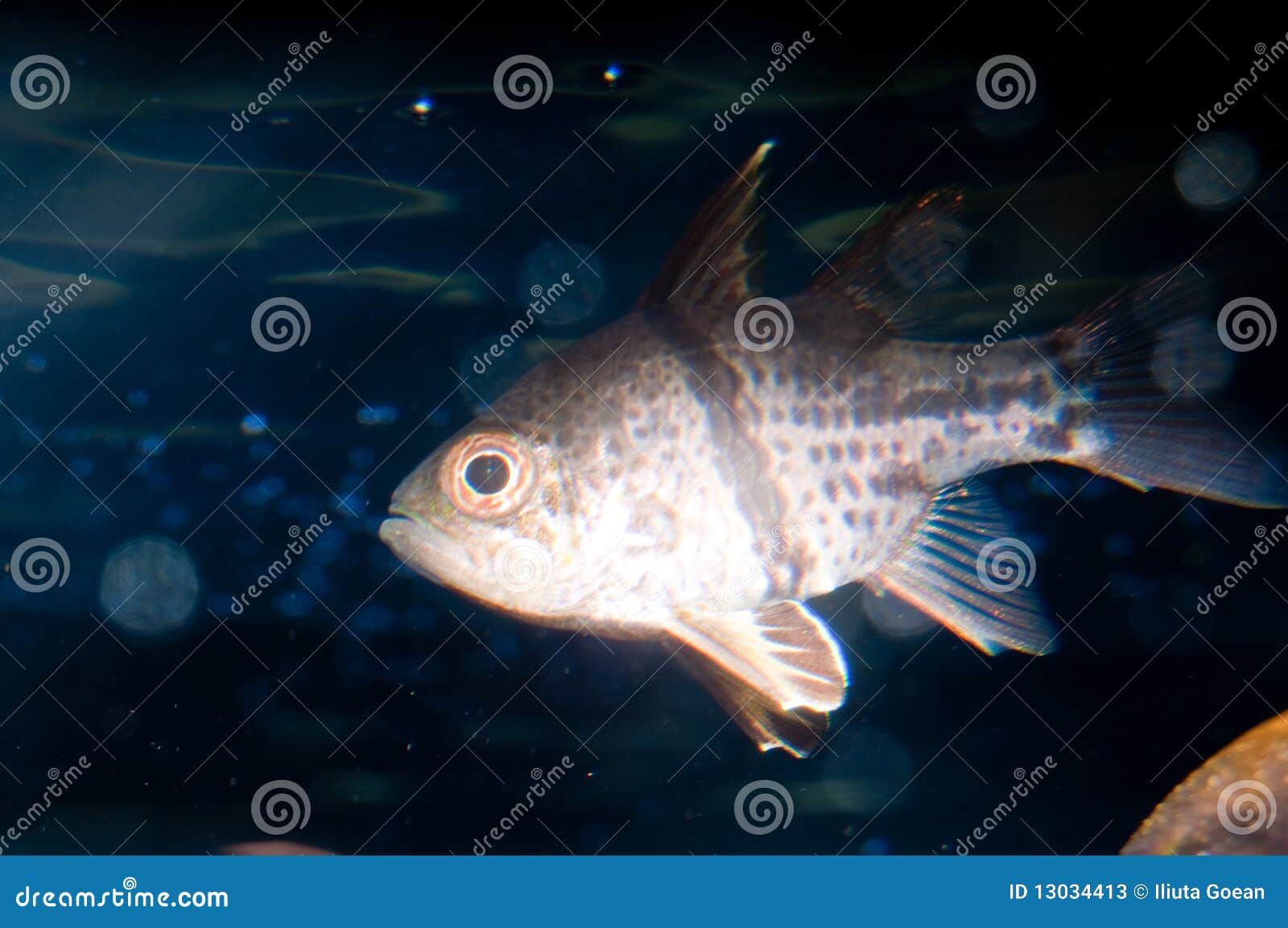 Orbic Cardinalfish in Aquarium Stock Image - Image of exotic, ocean ...