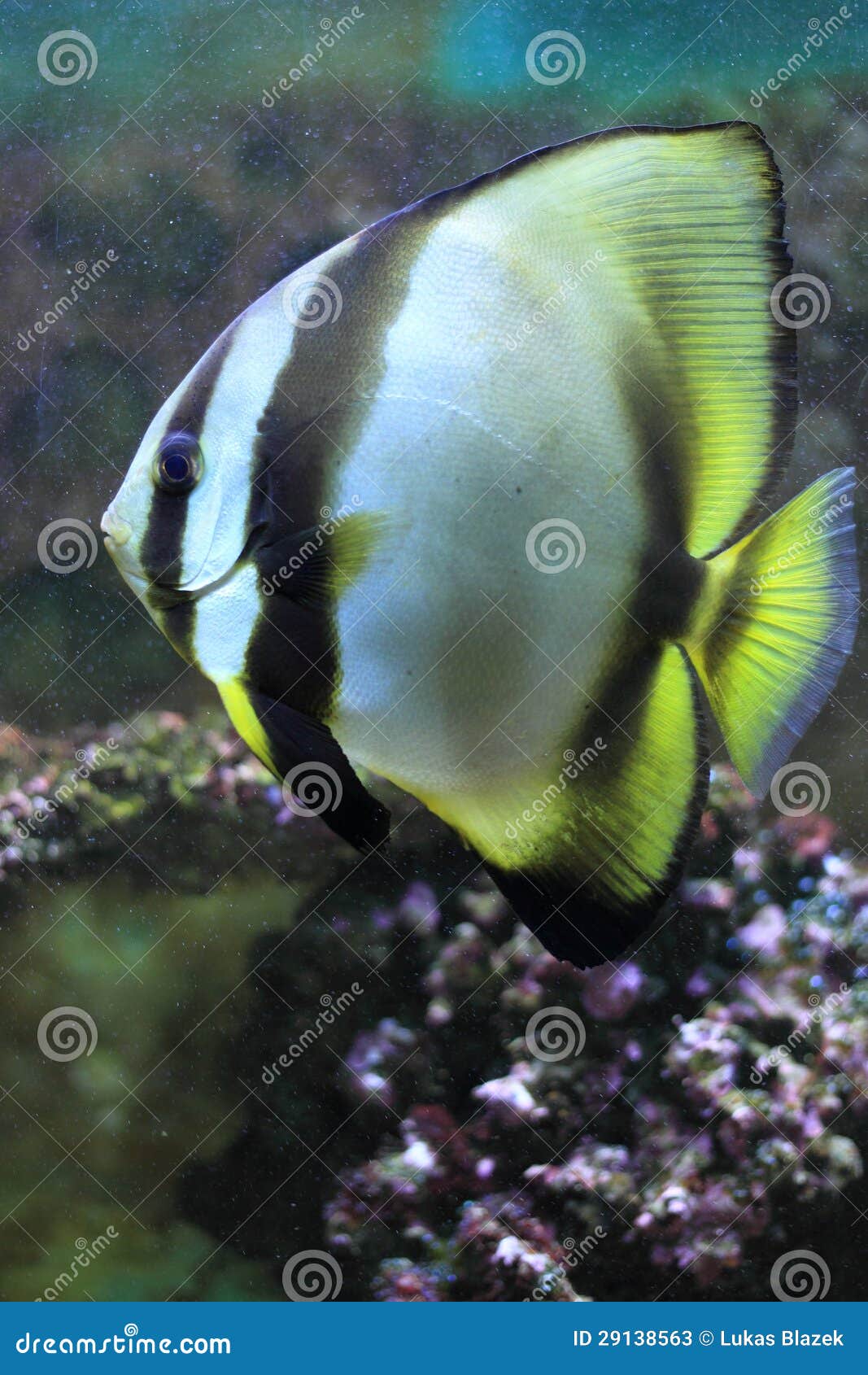 Orbicular batfish stock image. Image of platax, orbicular - 29138563
