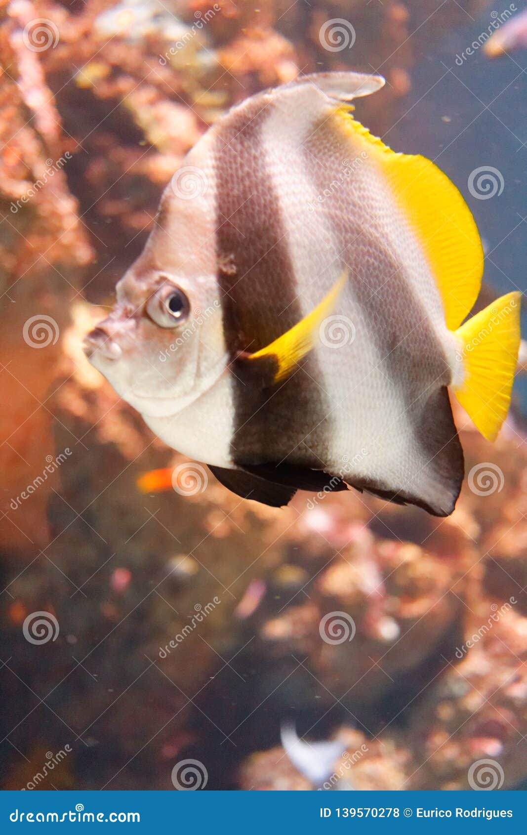 Orbiculate Batfish