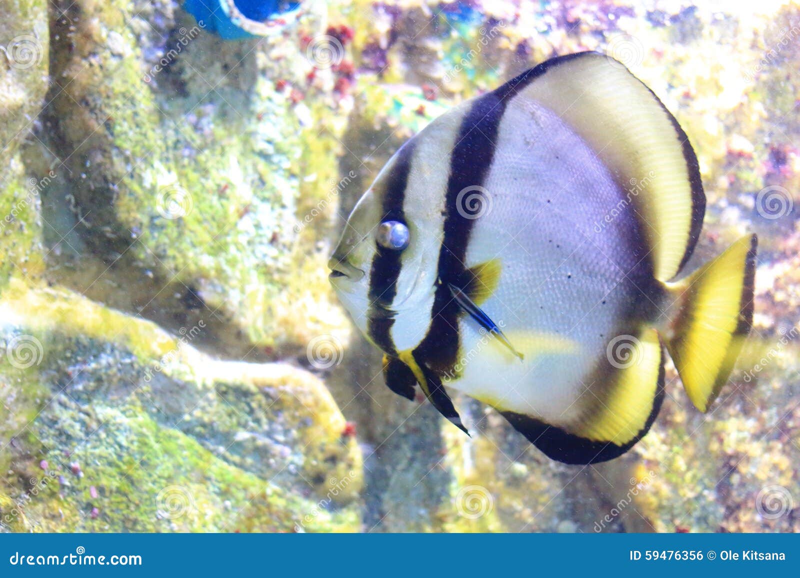 Orbicular stock photo. Image of aquarium, orbic, orbicular - 59476356