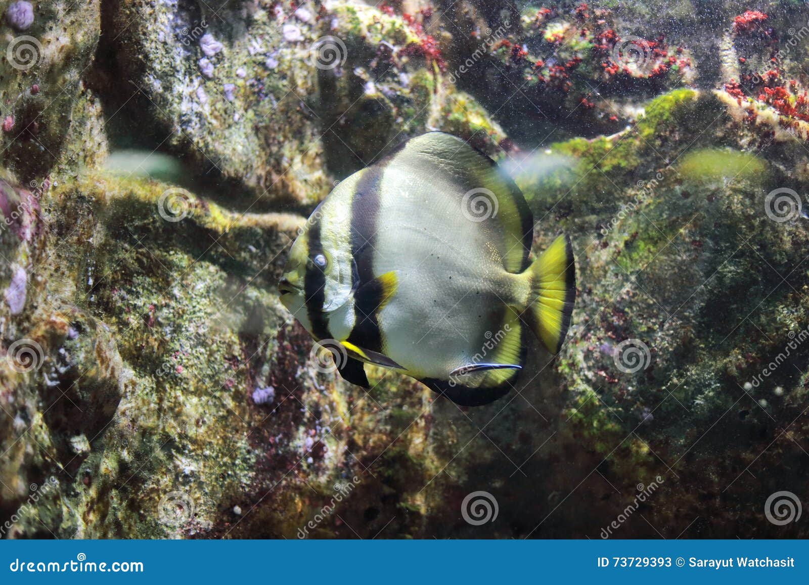 Orbicular batfish stock image. Image of aquarium, fish - 73729393