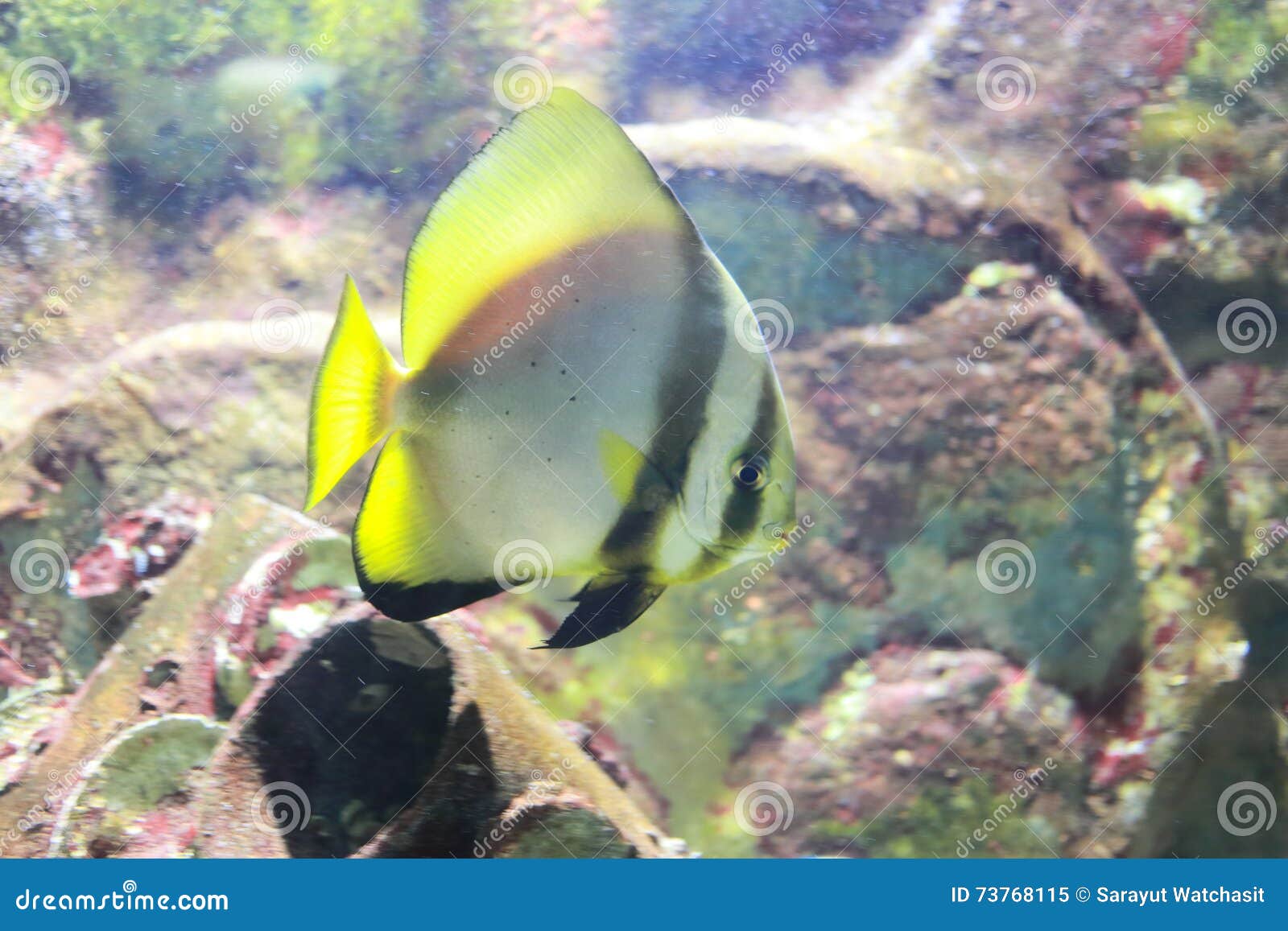 Orbicular batfish stock image. Image of orbiculate, round - 73768115