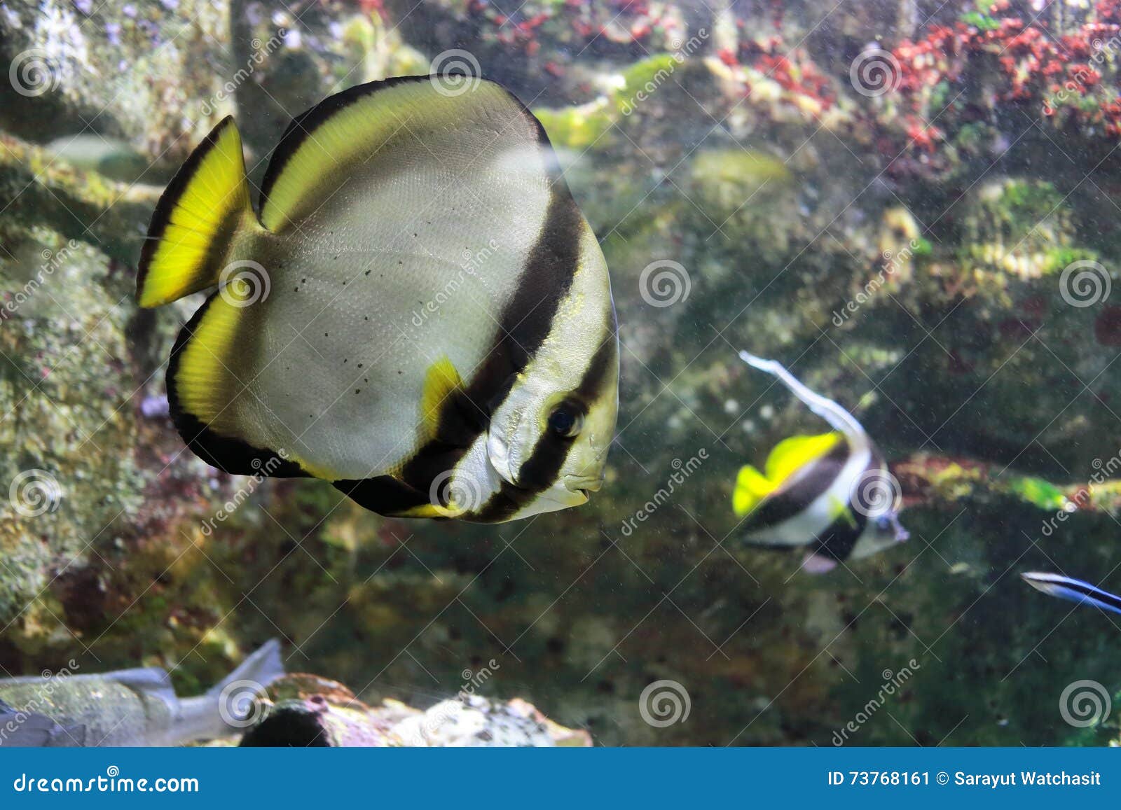Orbicular batfish stock image. Image of oceans, indian - 73768161