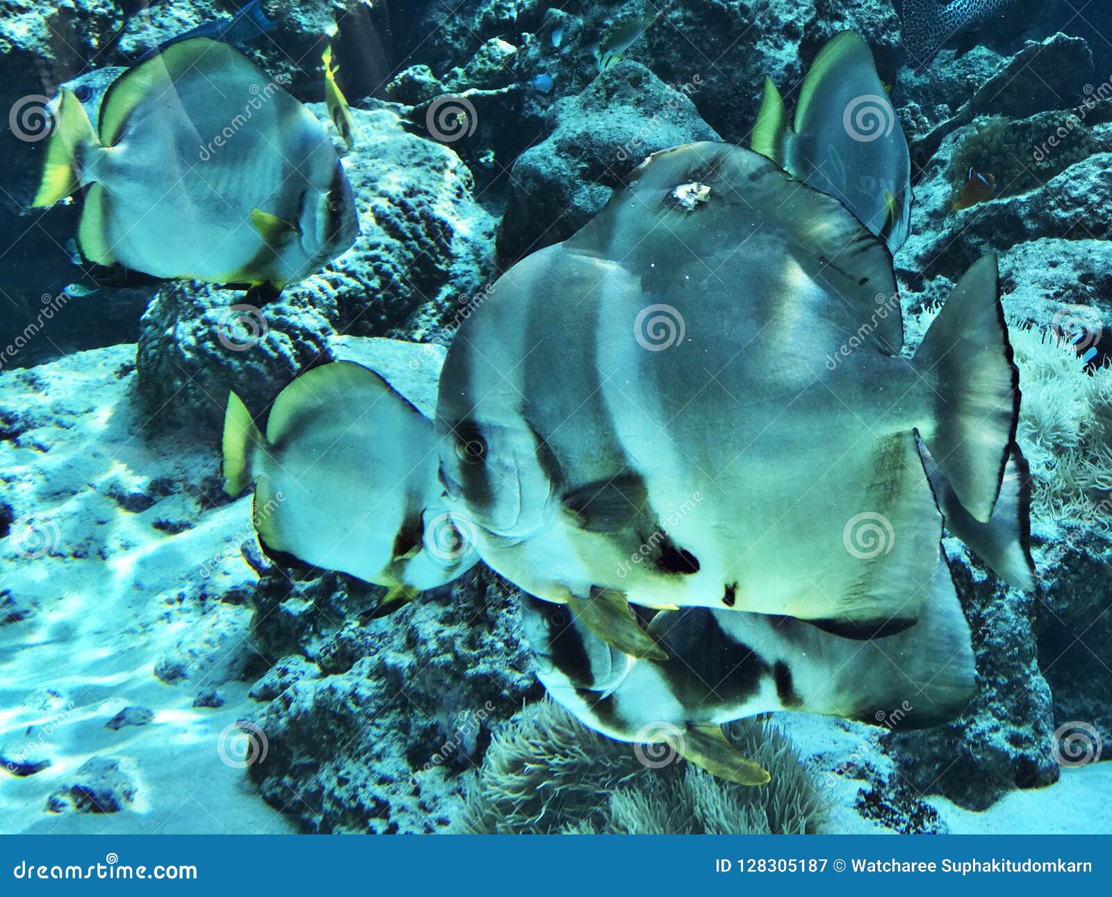 Orbicular Batfish or Platax Orbicularis or Circular Batfish or Round ...