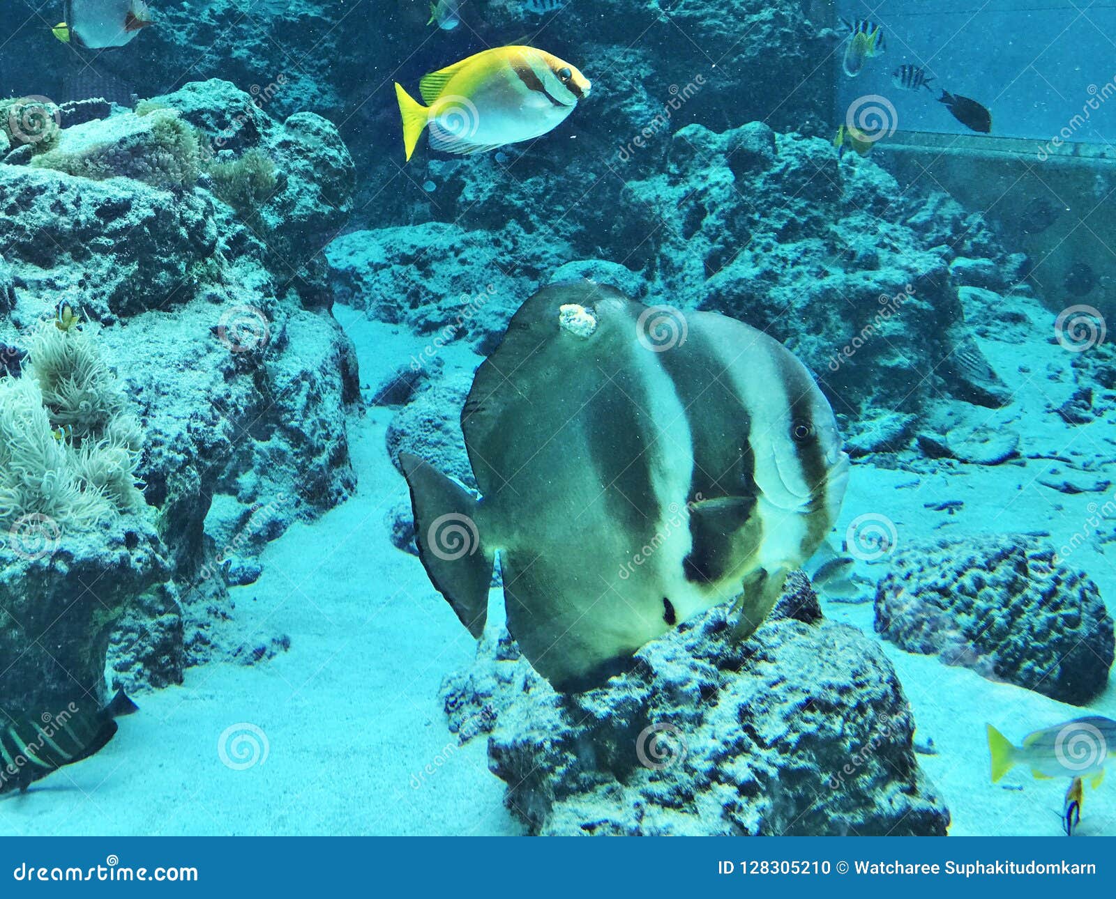 Orbicular Batfish or Platax Orbicularis or Circular Batfish or Round ...