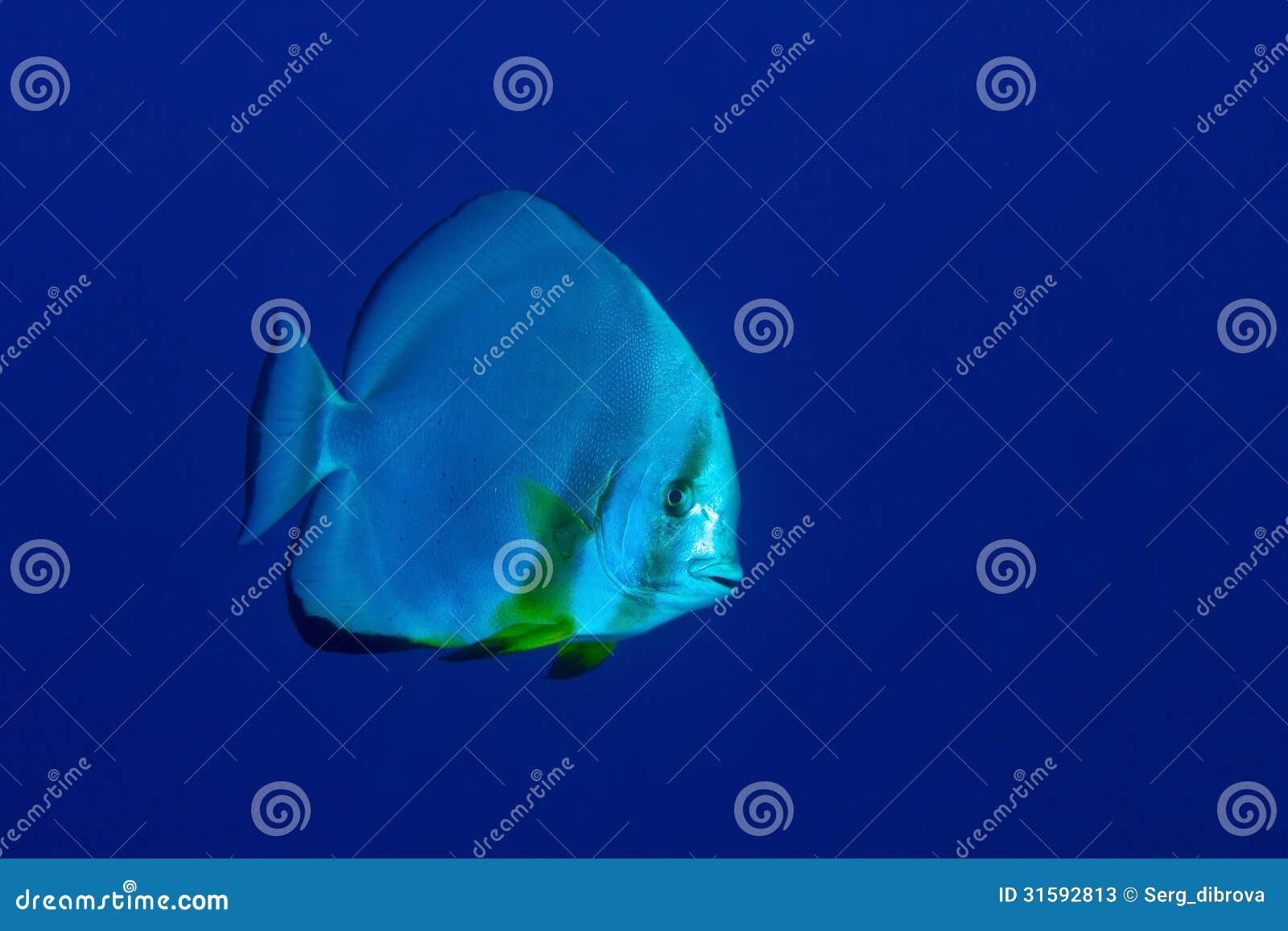 Orbicular batfish stock image. Image of orbicular, ephippidae - 31592813