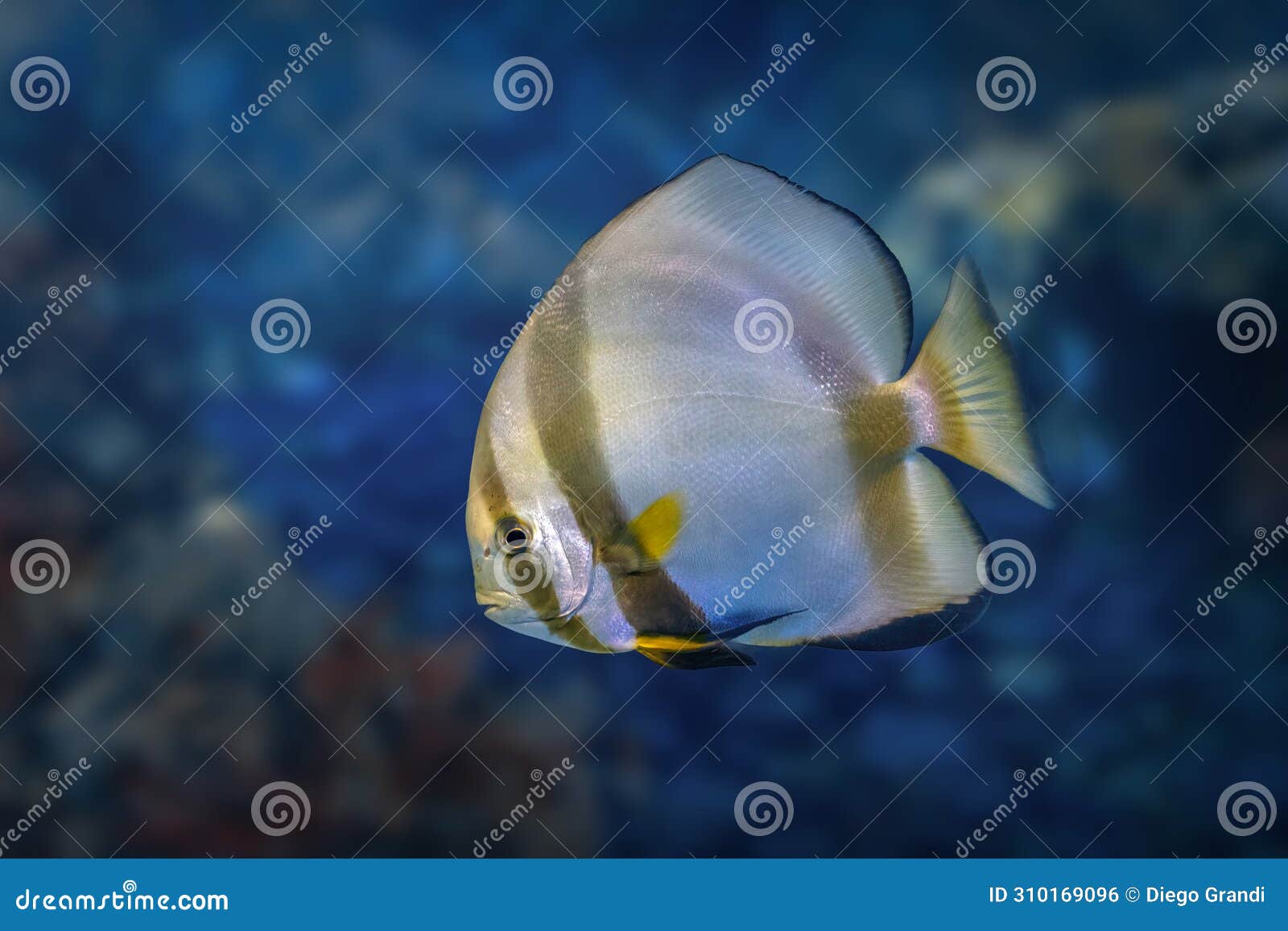 Orbicular Batfish Platax Orbicularis - Ocean And Sea Fish In The Aquarium Stock Image ...