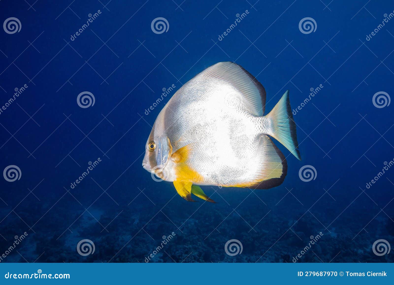 Orbicular Batfish stock photo. Image of egypt, orbicularis - 279687970