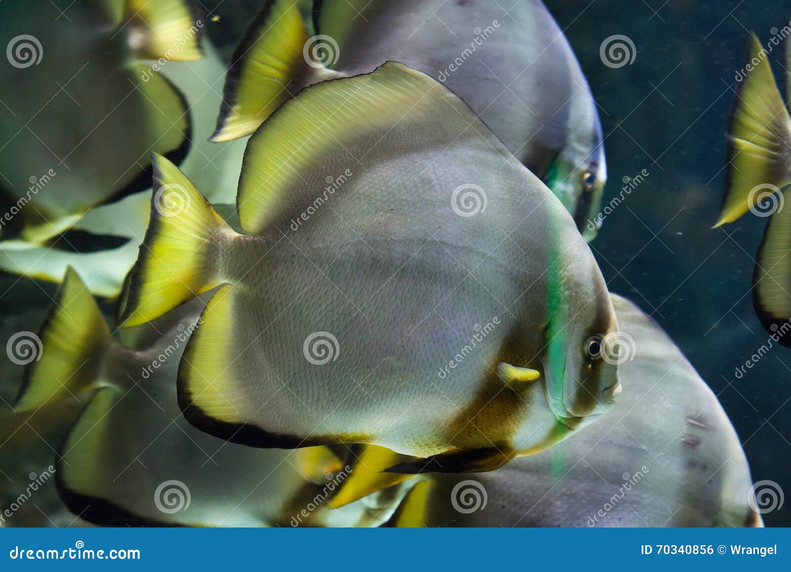 Orbicular Batfish Platax Orbicularis - Ocean And Sea Fish In The ...