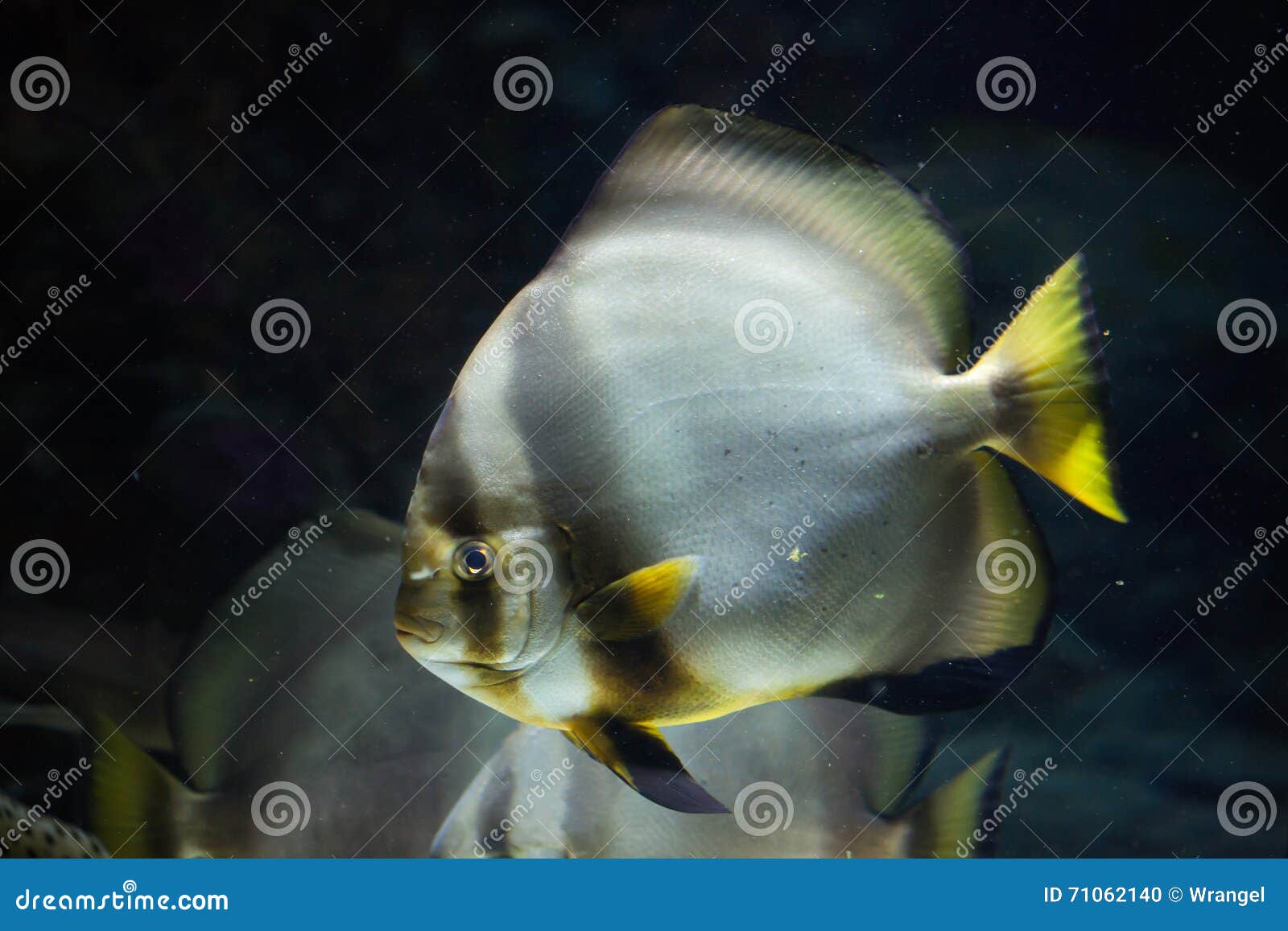 Orbicular Batfish (Platax Orbicularis). Stock Photo - Image of ...