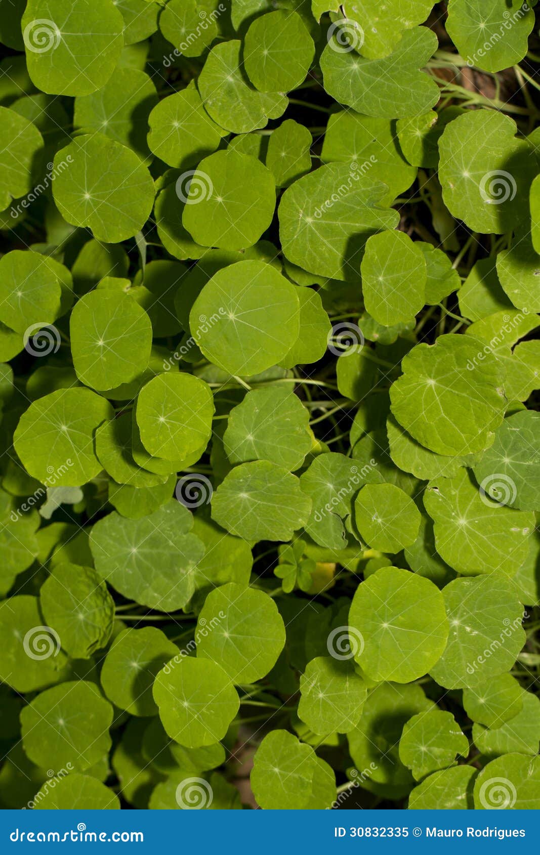 Orbicular leaf type plants stock image. Image of view - 30832335