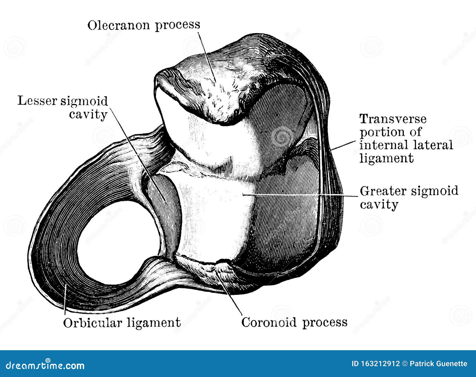 Orbicular Ligament of the Radius, Vintage Illustration Stock Vector ...
