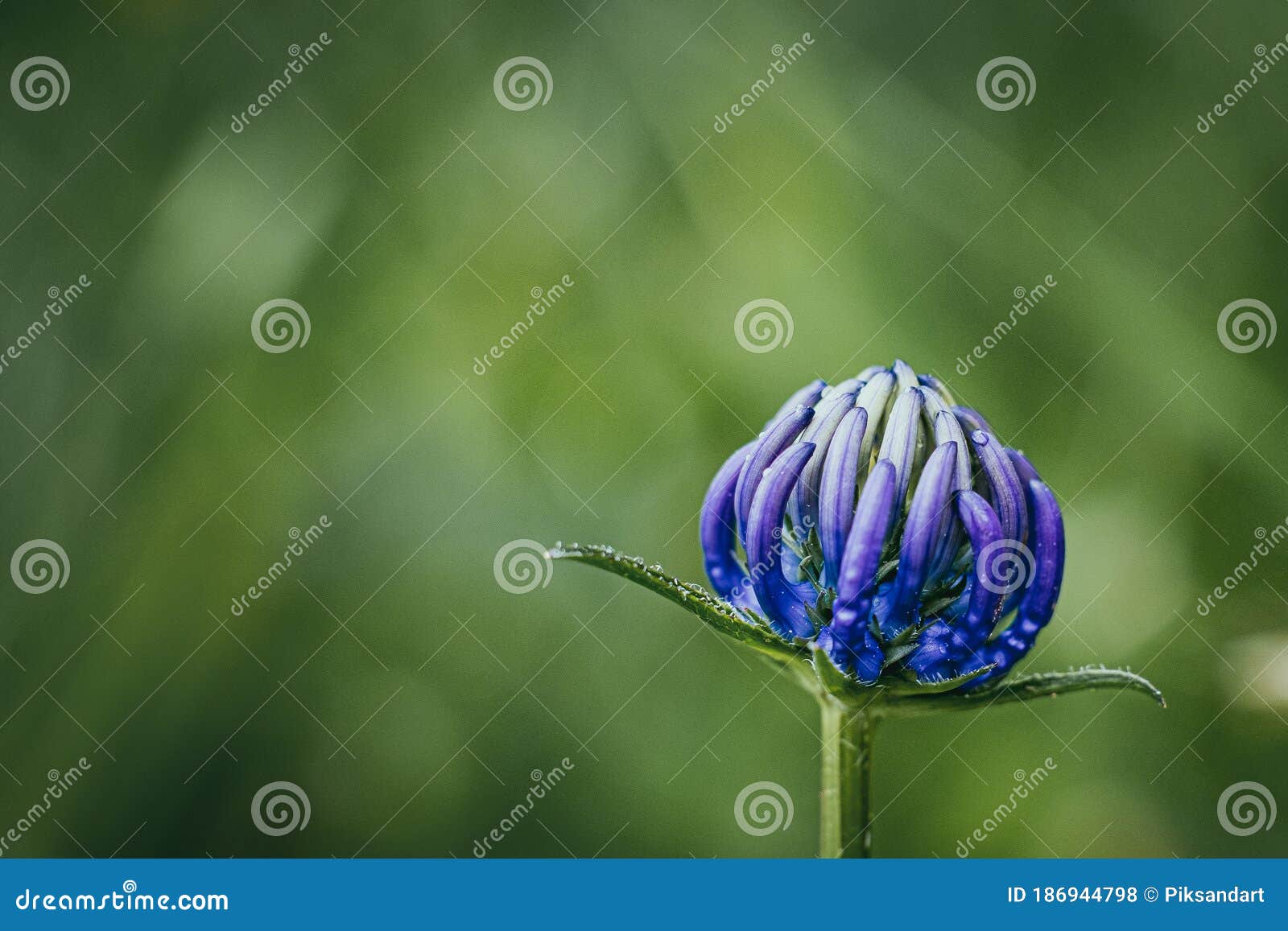 Orbicular Rapunzel or Phyteuma Orbicular - Mountain Blue Violet Flower ...