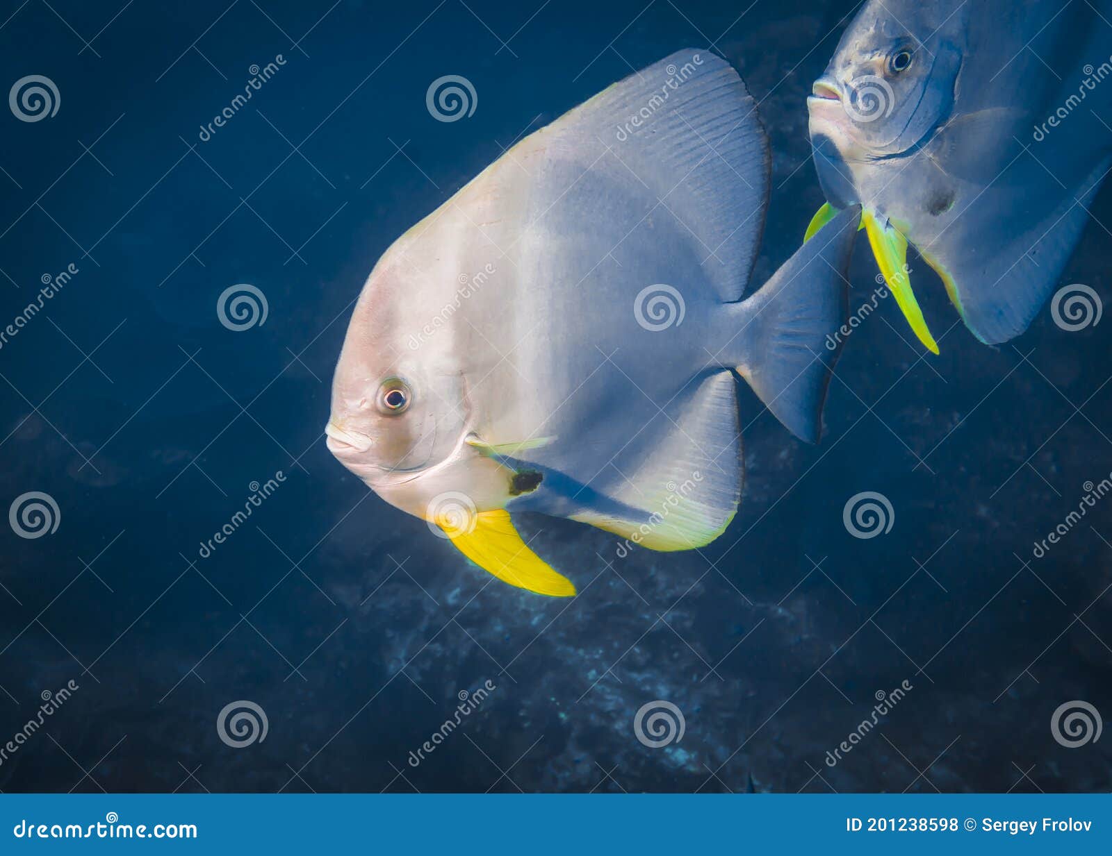 Orbicular Spadefish in the Indian Ocean Stock Photo - Image of ...