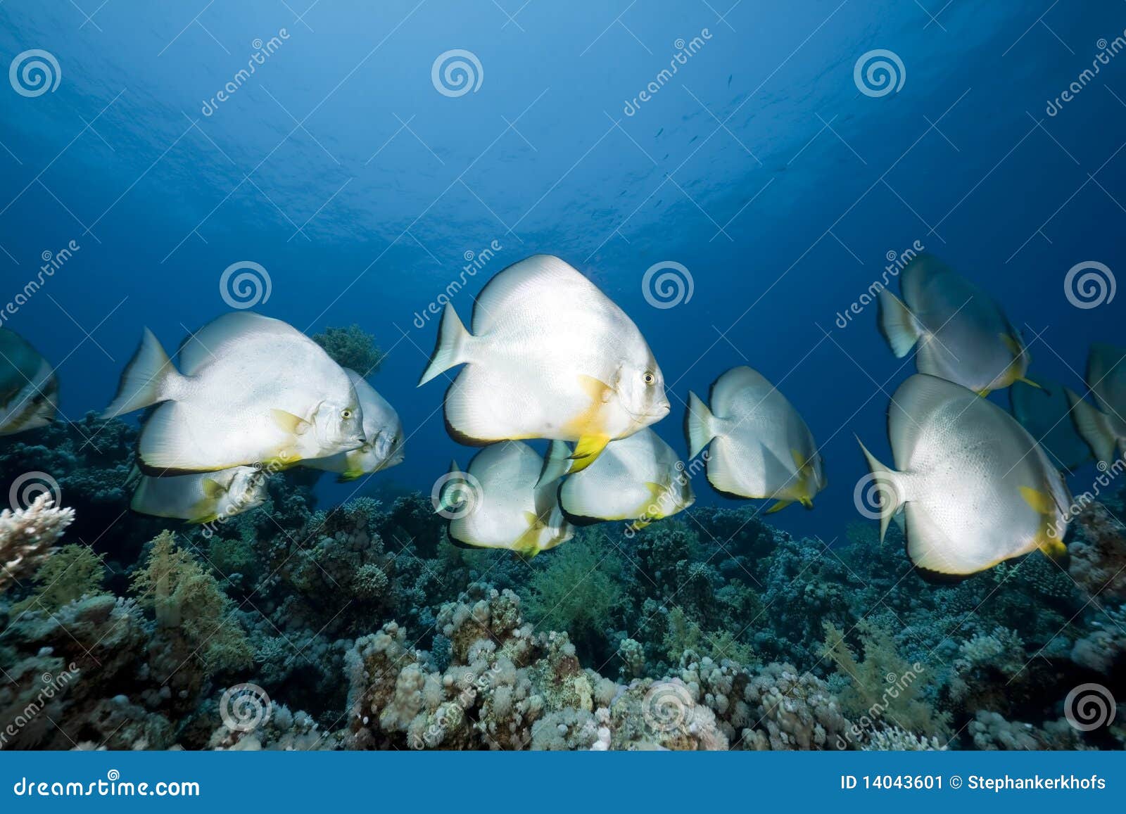 Orbicular Spadefish and Ocean Stock Image - Image of hardcoral ...