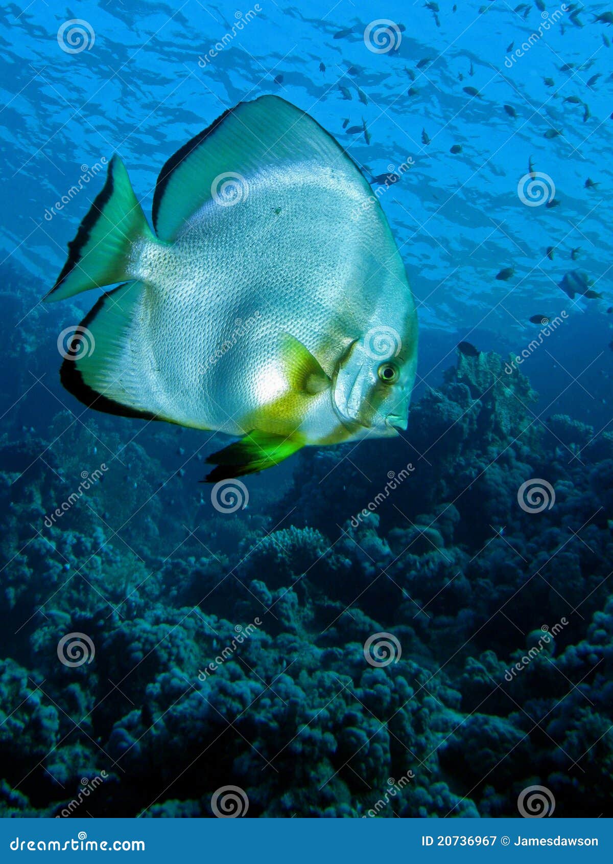 Orbicular Spadefish - Platax Orbicularis Stock Image - Image of scuba ...