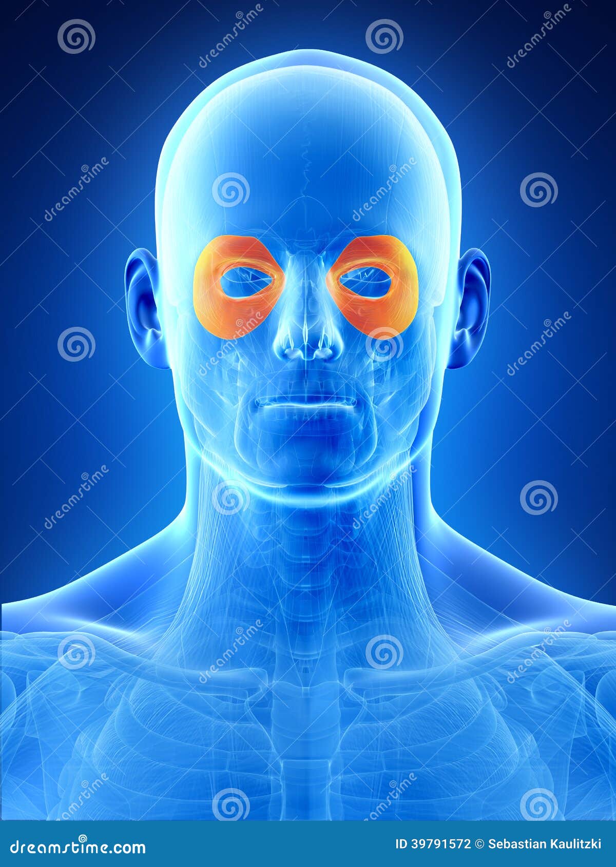 Orbicularis Oculi Muscle As Face Muscular System For Eyelids Outline ...