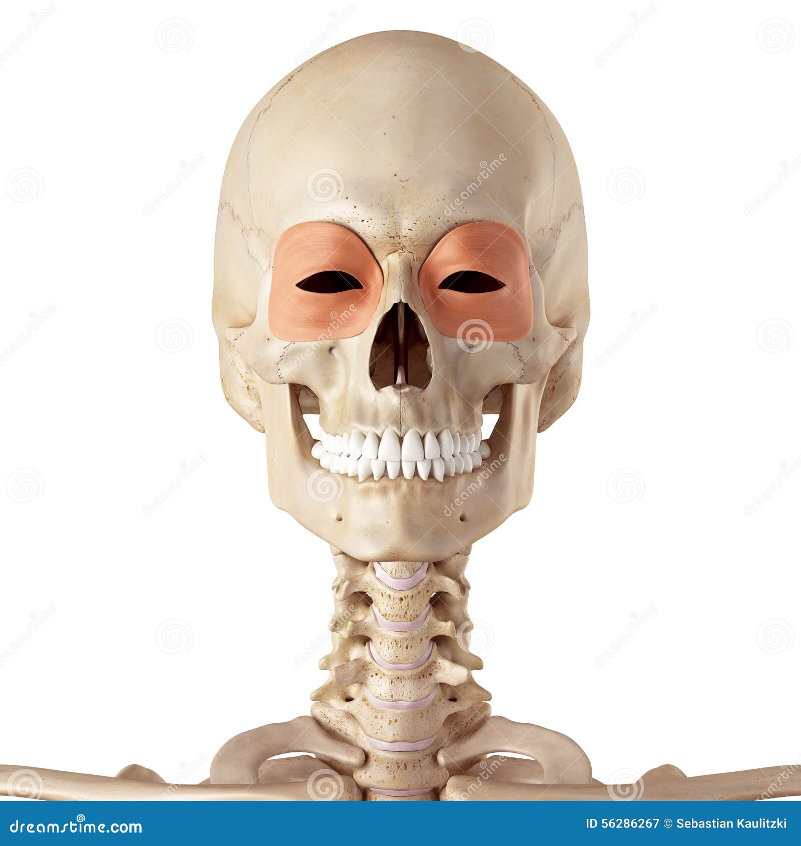 The orbicularis oculi stock illustration. Illustration of musculature ...