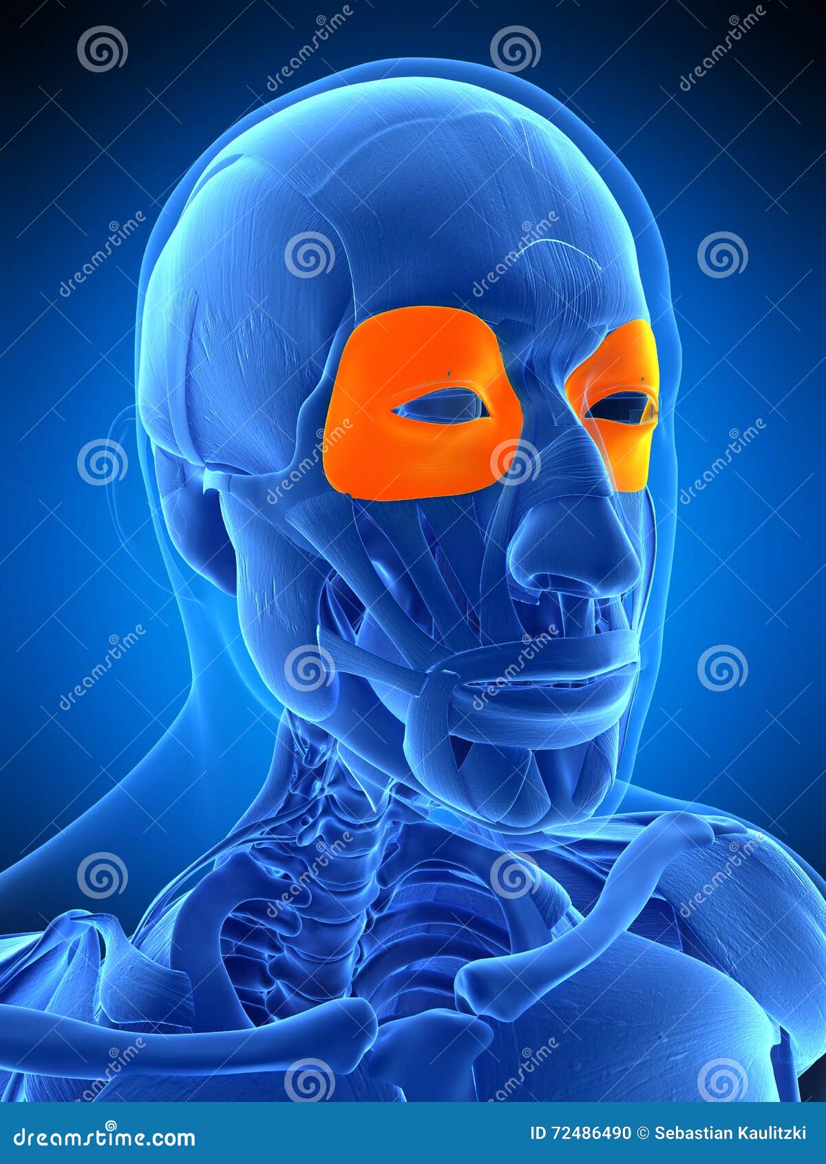 The orbicularis oculi stock illustration. Illustration of blue - 72486490