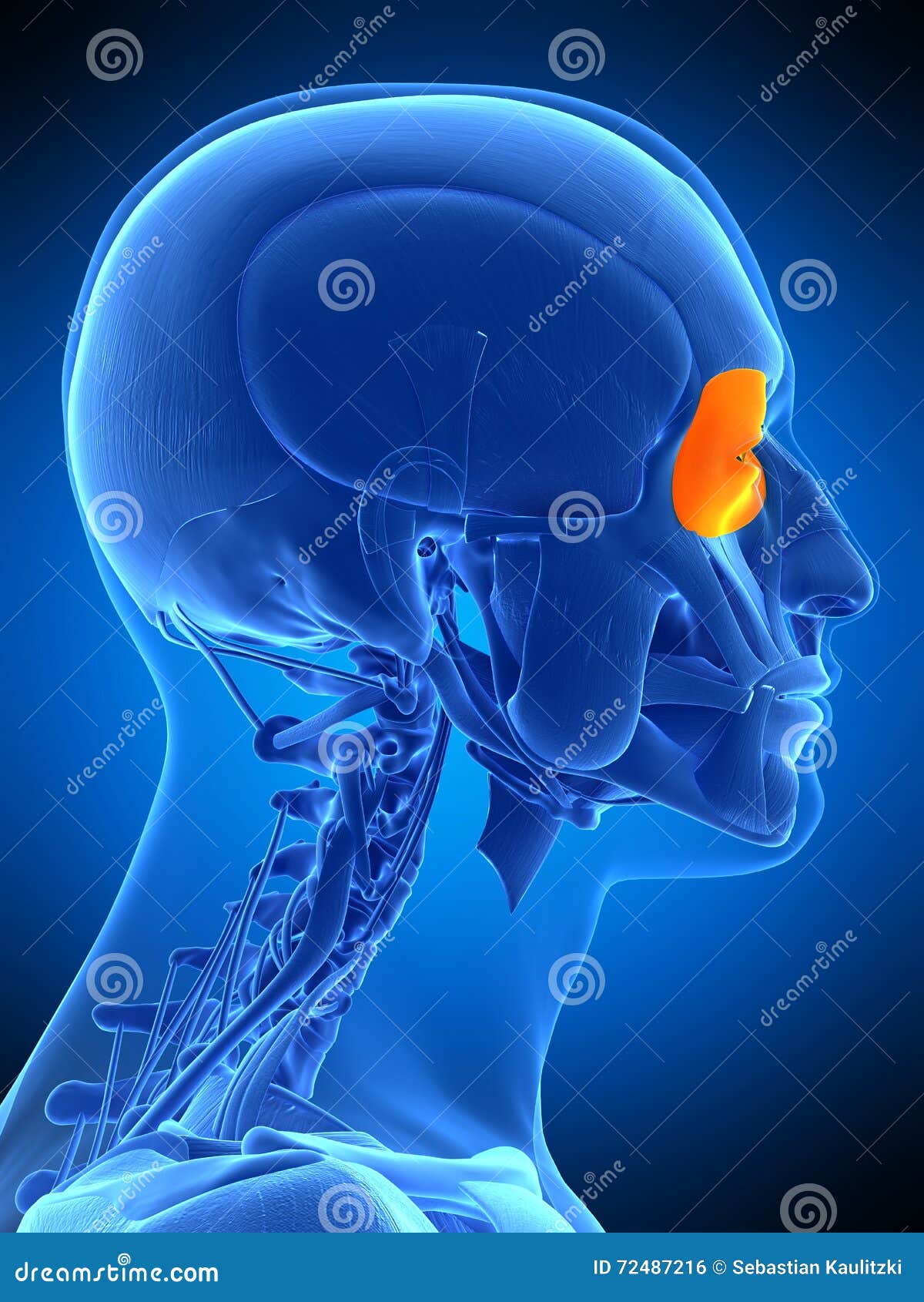 The orbicularis oculi stock illustration. Illustration of artwork ...
