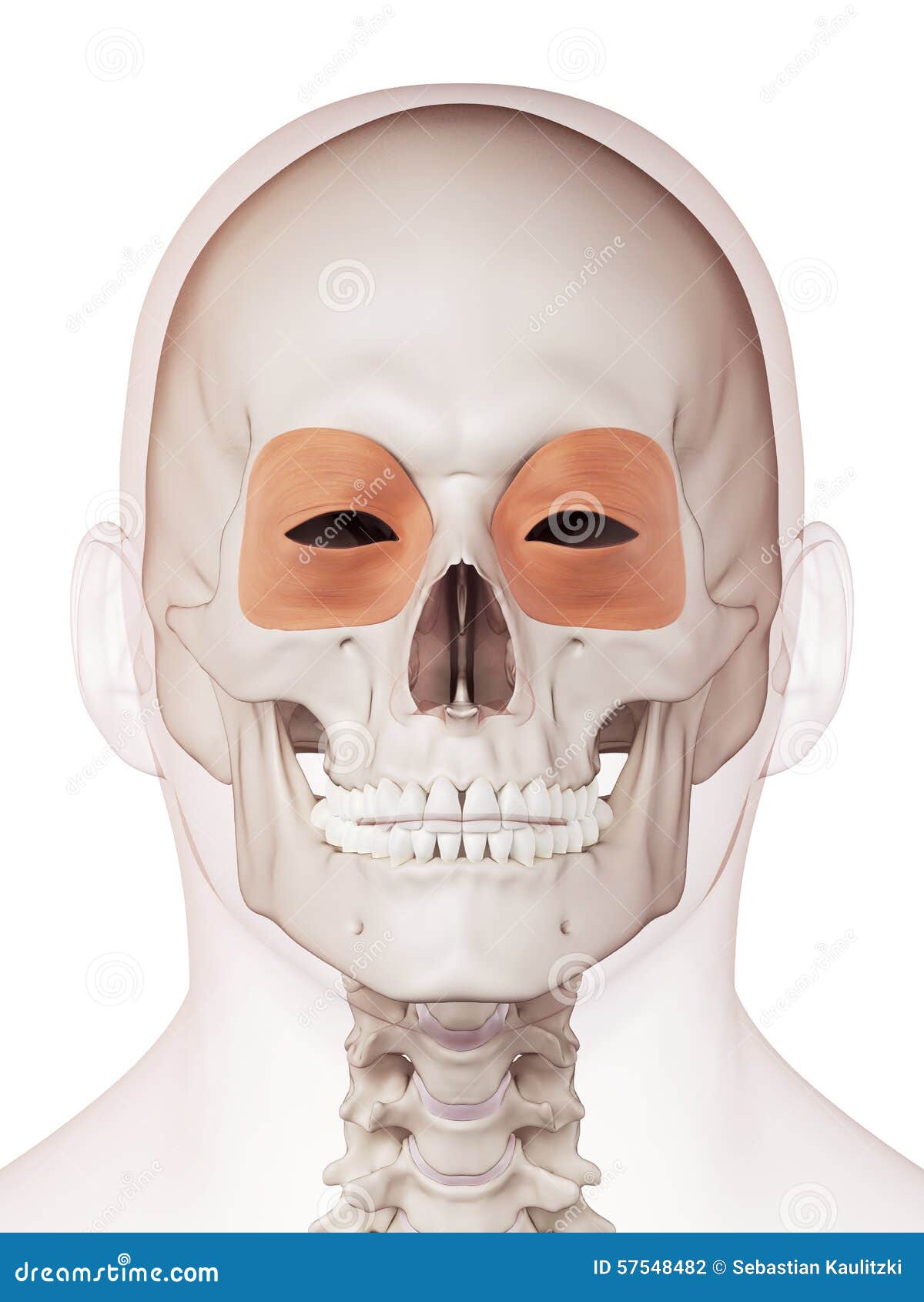 The orbicularis oculi stock illustration. Illustration of isolated ...