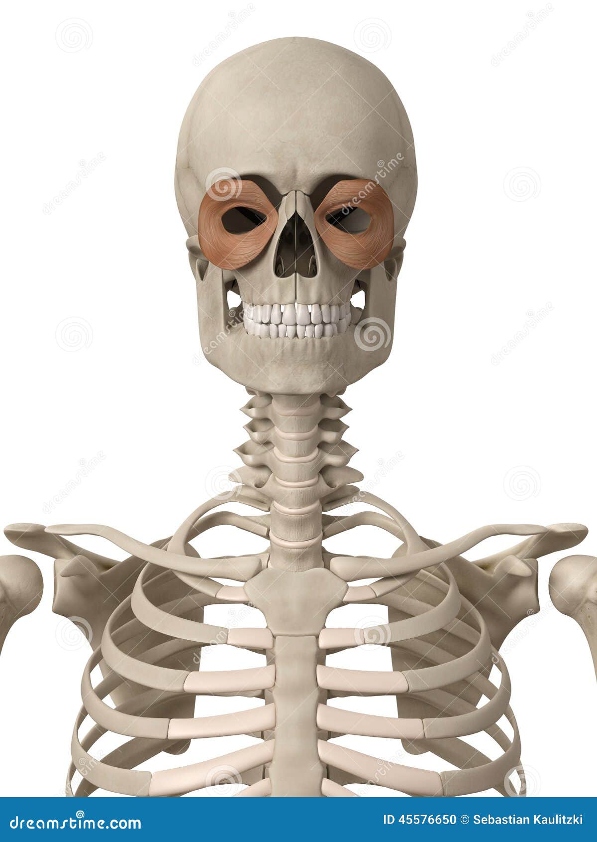 Human Orbicularis Oculi Muscles On Skeleton Royalty-Free Cartoon ...