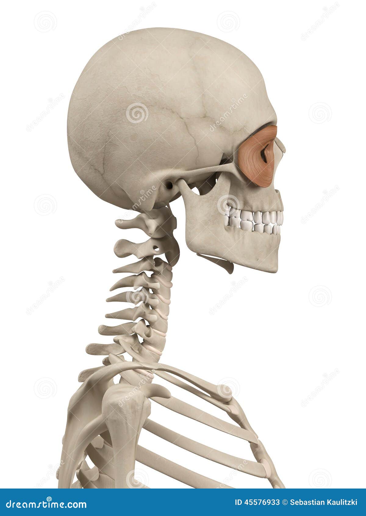 The orbicularis oculi stock illustration. Illustration of biology ...