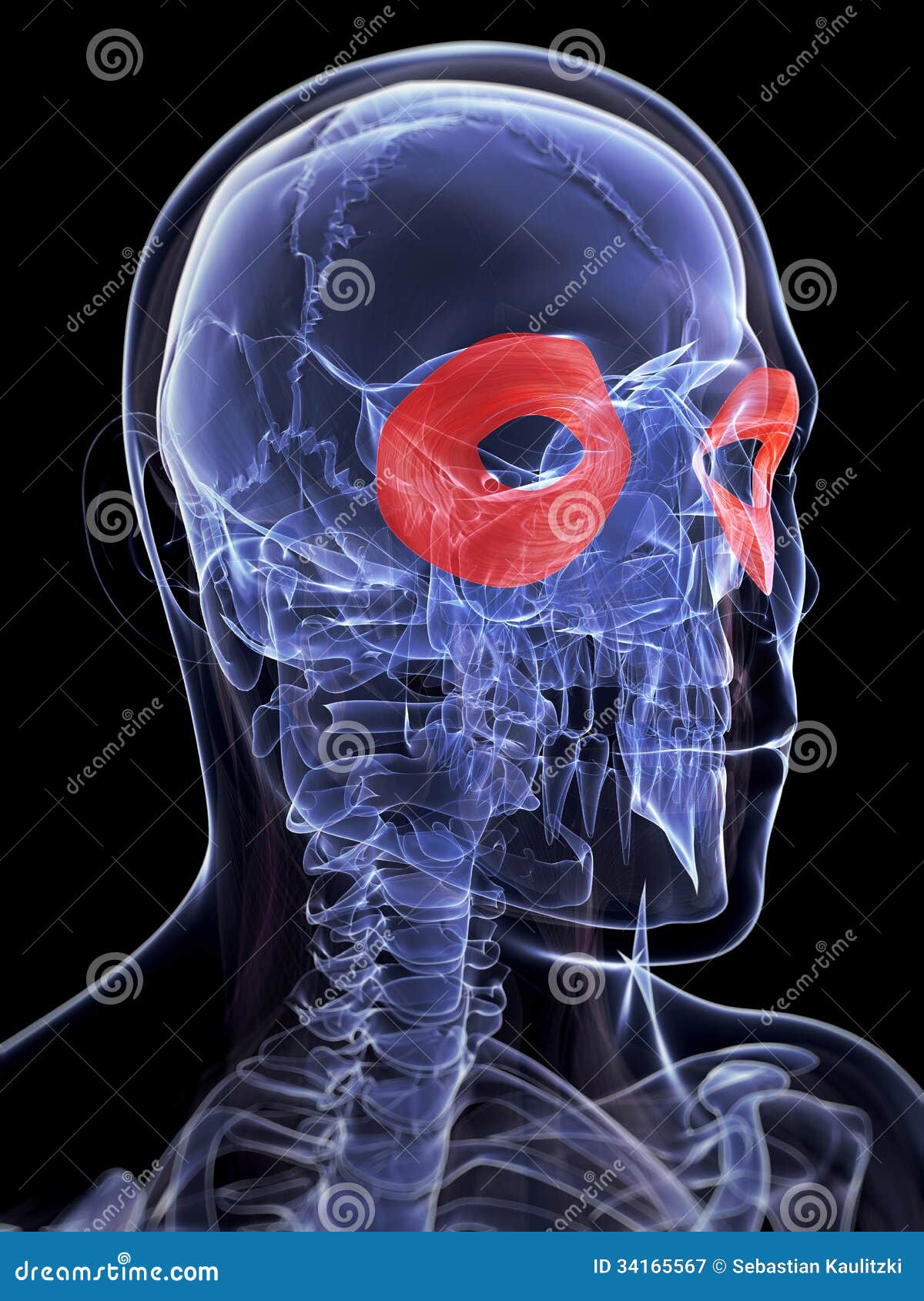 The Orbicularis Oculi Muscle Stock Illustration - Illustration of ...