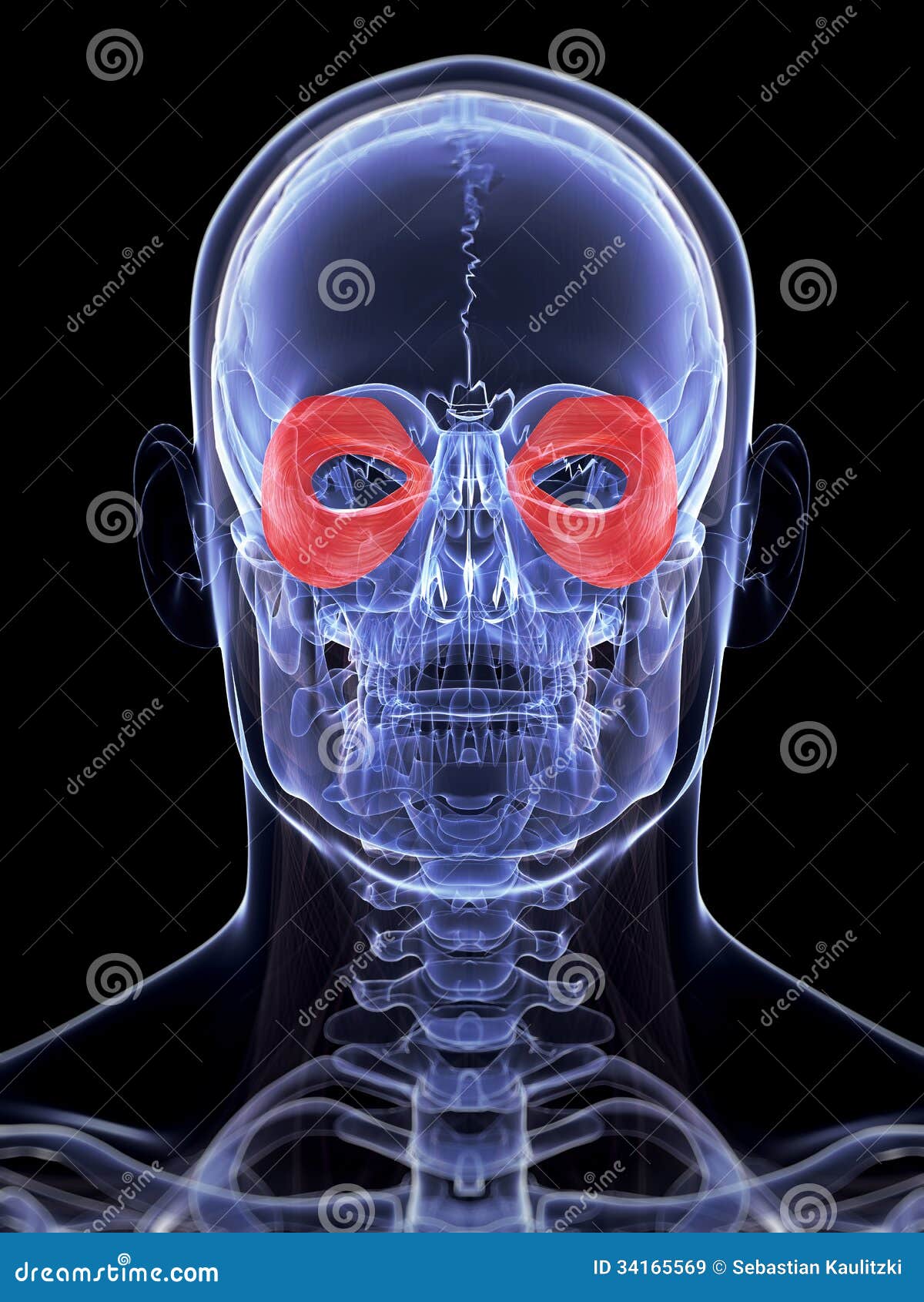 Of the Orbicularis Oculi Muscle Stock Illustration - Illustration of ...