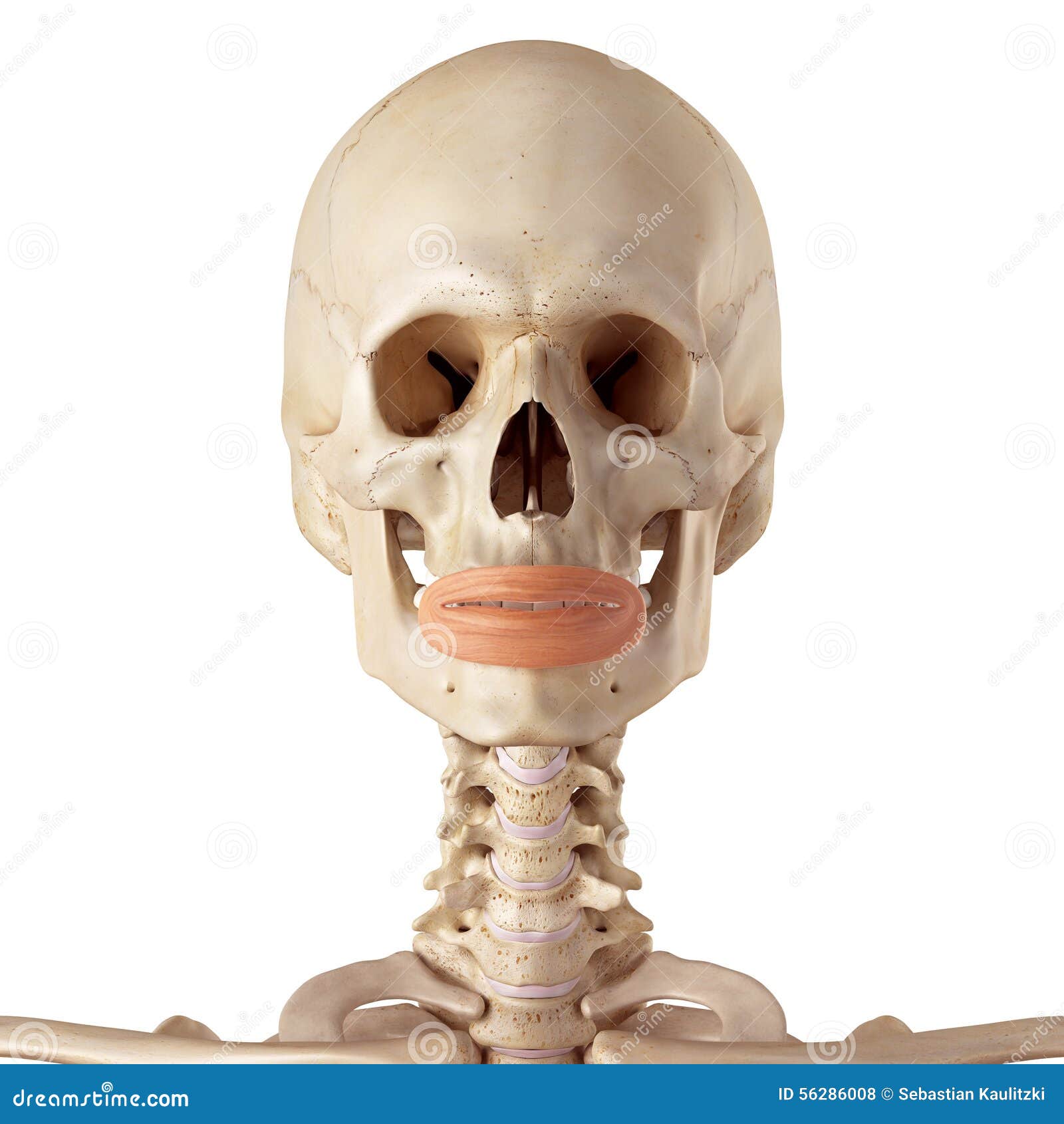 Orbicularis Oris Muscle As Lips And Mouth Muscular System Outline ...