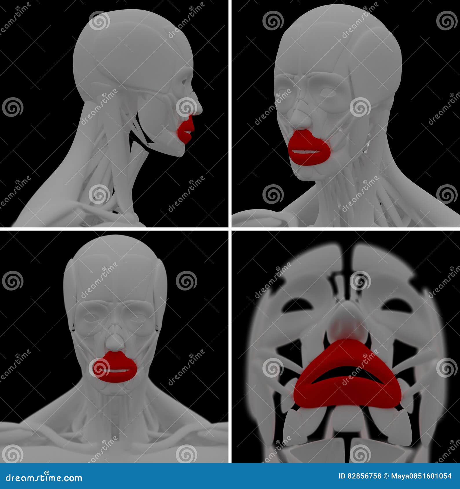 Orbicularis oris stock illustration. Illustration of isolated - 82856758