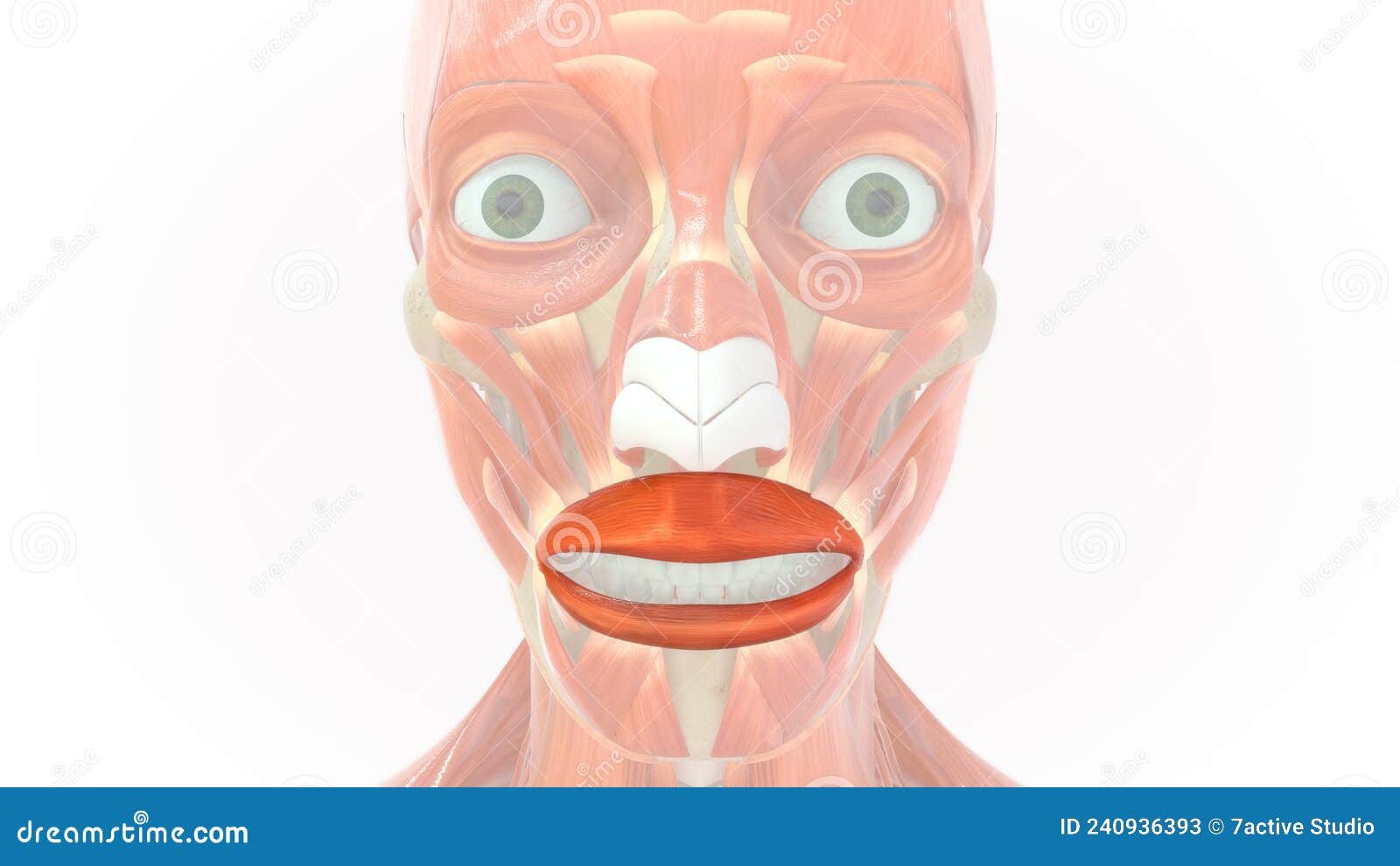 What Action Does the Orbicularis Oris Muscle Allow? Stock Illustration ...