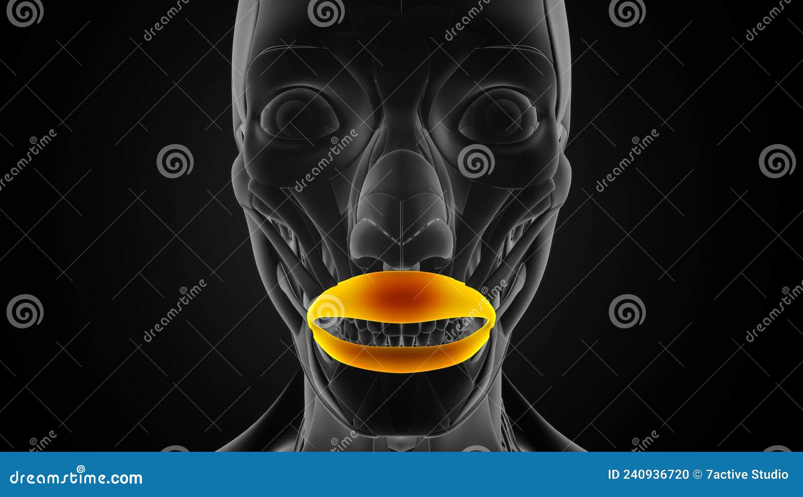 What Action Does the Orbicularis Oris Muscle Allow? Stock Illustration ...