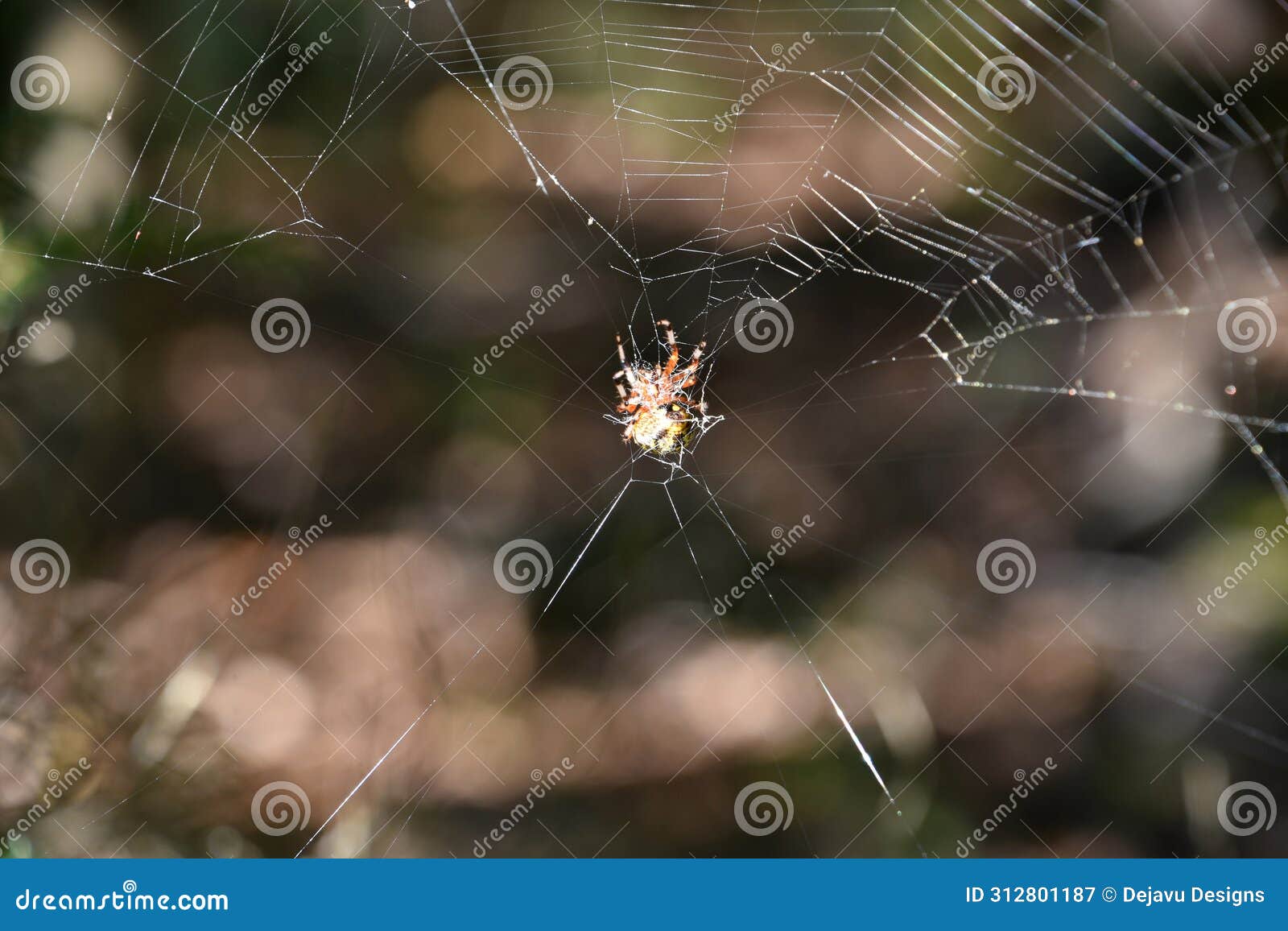 Orbweaver Spider Spinning a Complex Web Stock Image - Image of marbled ...