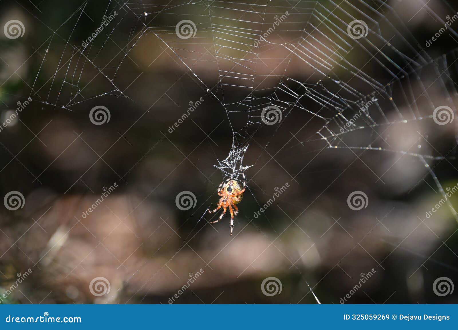 Orbweaver Spider Weaving a Complex Spider Web Stock Image - Image of ...