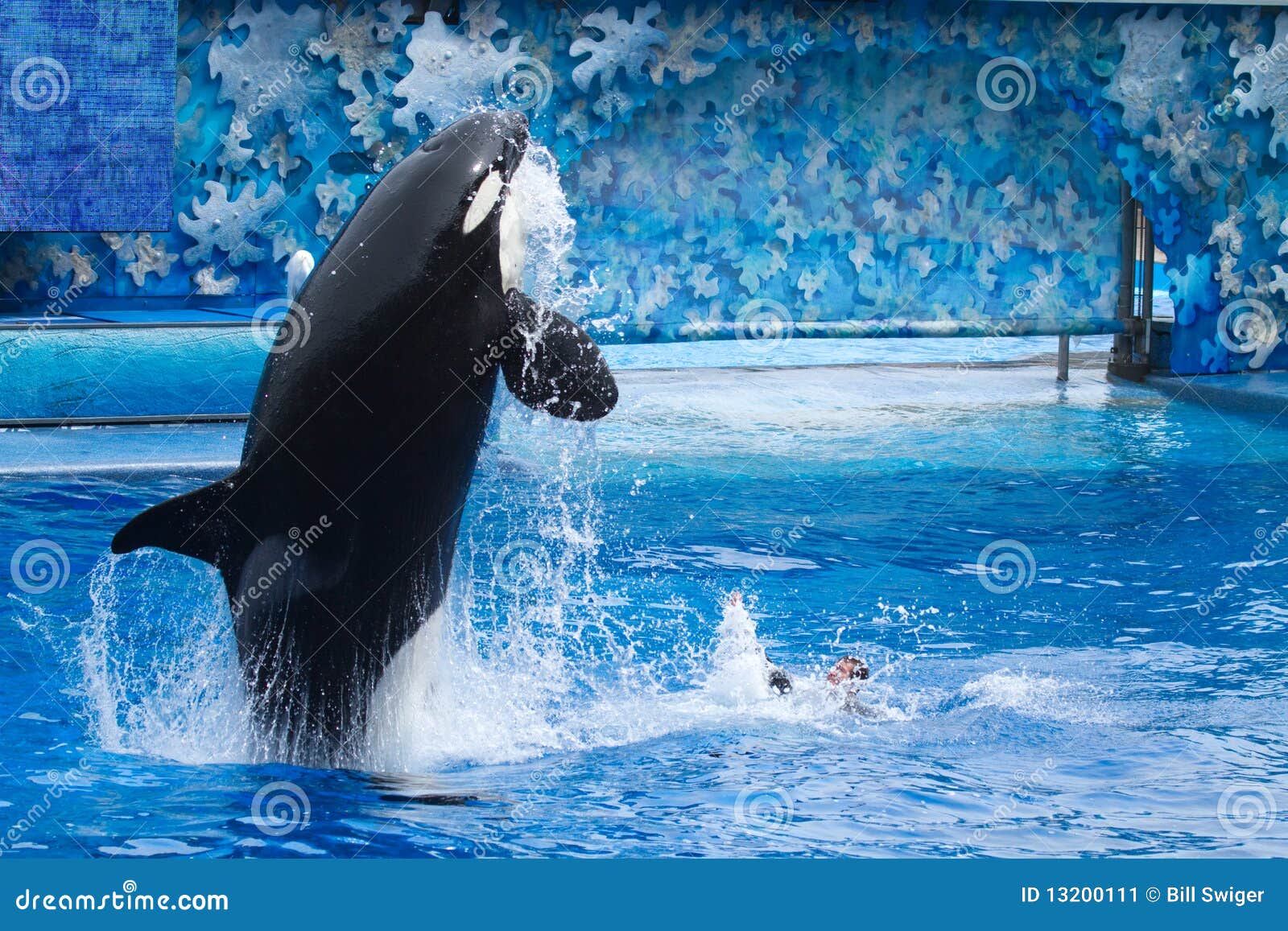 Orca stock image. Image of florida, orca, amusement, life - 13200111
