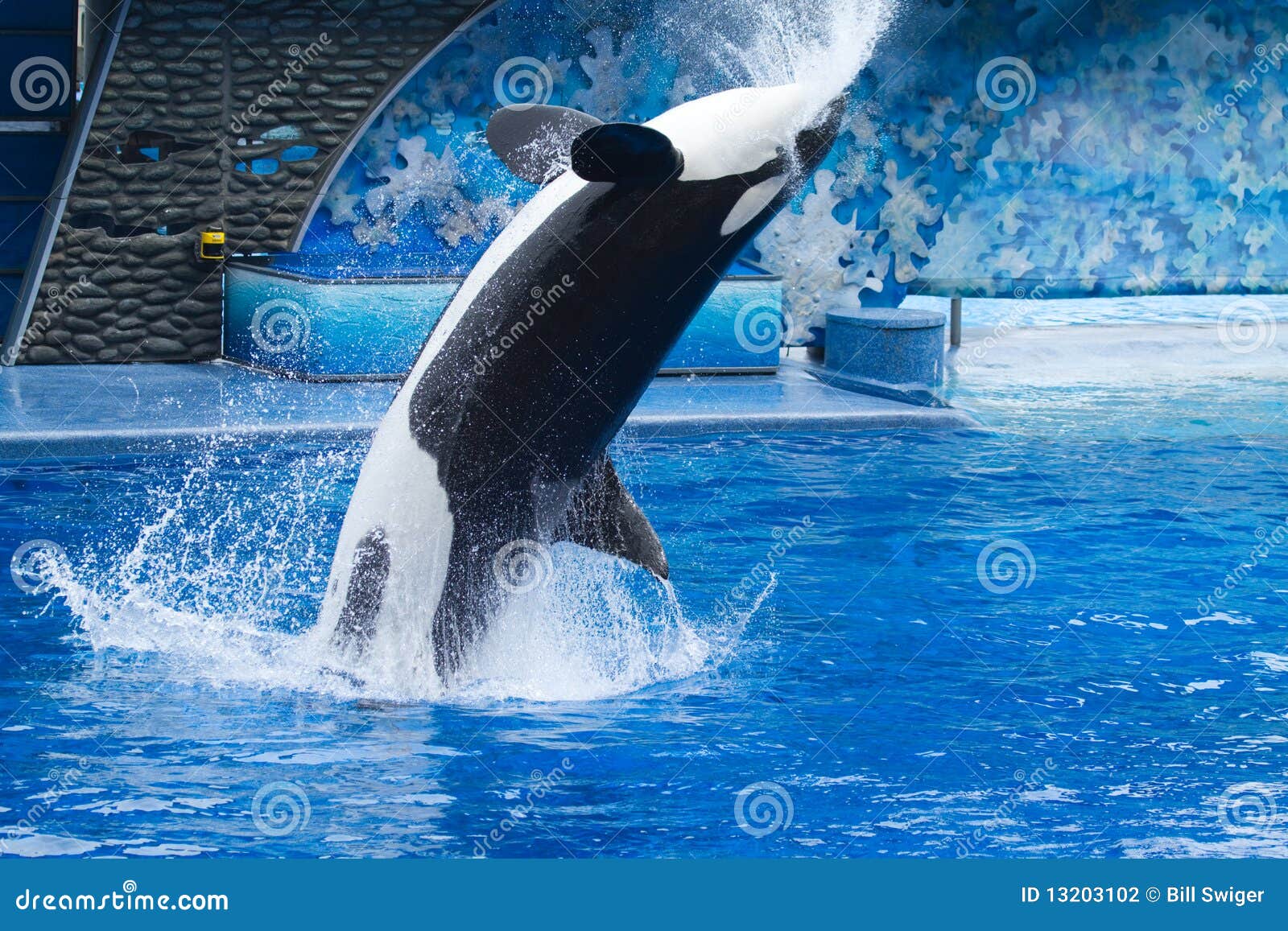 Orca stock photo. Image of killer, orca, whale, trainer - 13203102